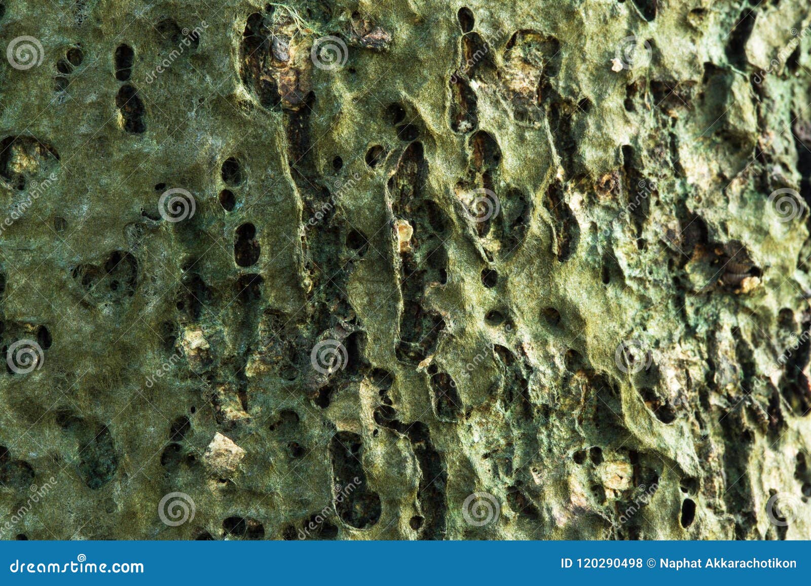 Beautiful tree bark stock photo. Image of nature, beauty - 120290498
