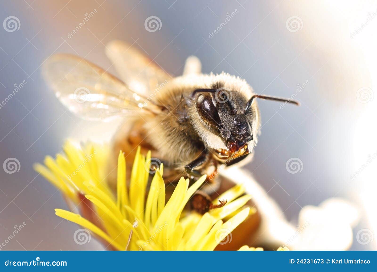 Beauty bee stock image. Image of nature, insect, yellow - 24231673