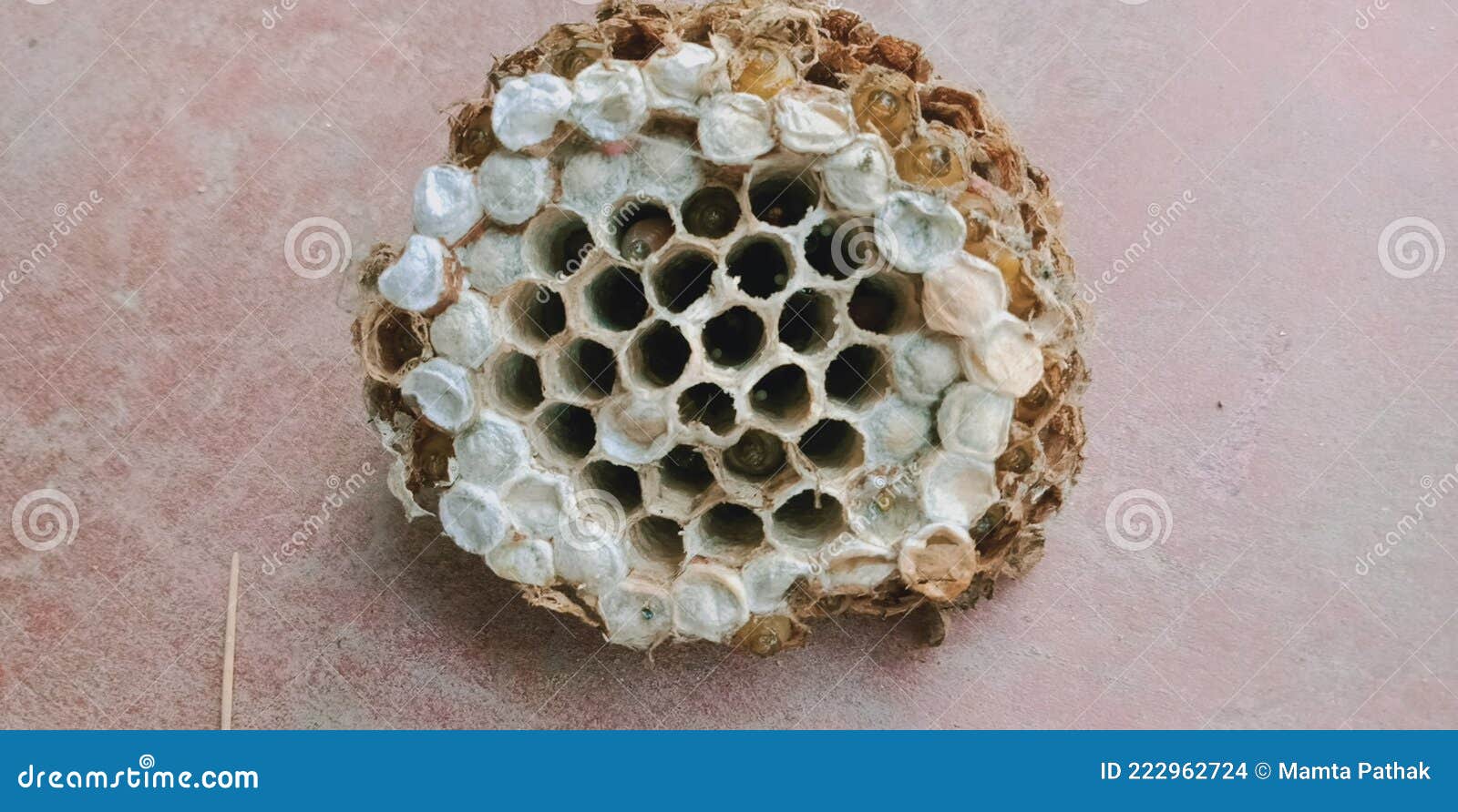 Beauty of a Beehive stock photo. Image of nature, perfection - 222962724