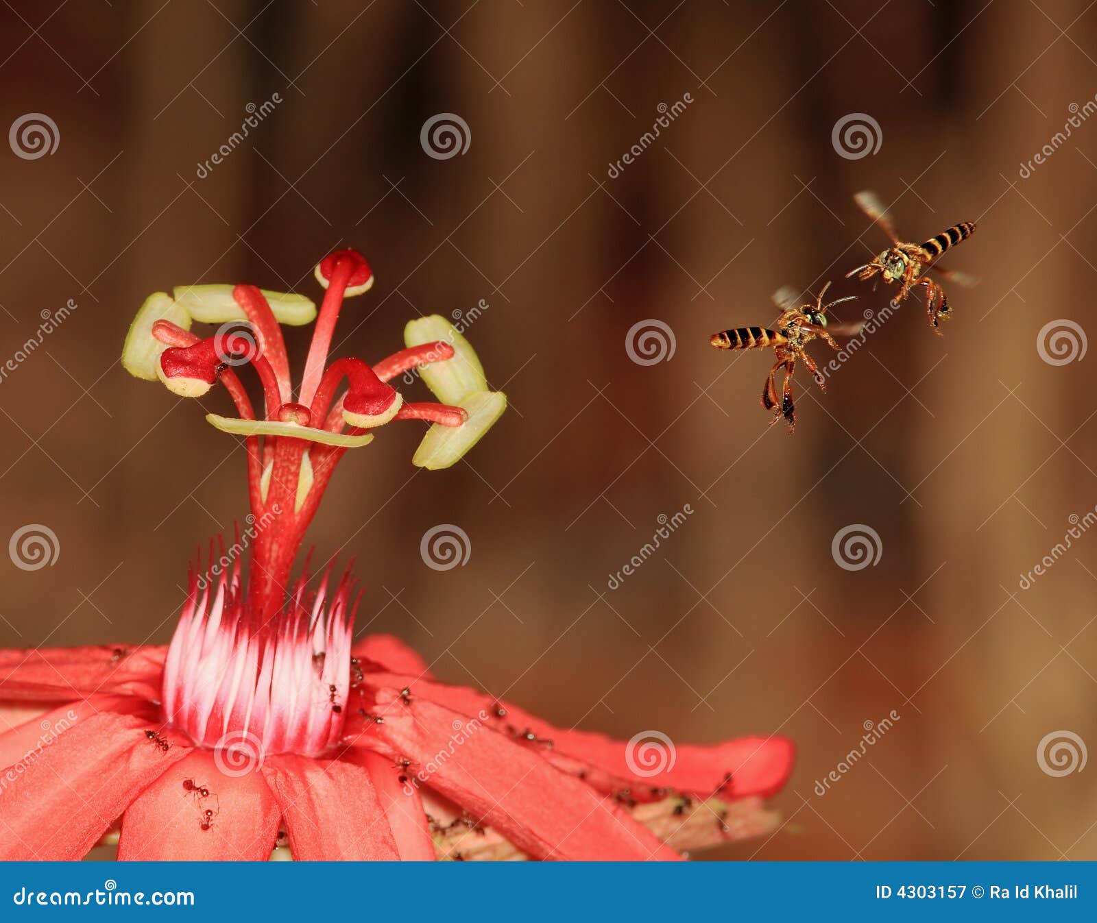 Fighting Bees Photos - Free & Royalty-Free Stock Photos from Dreamstime