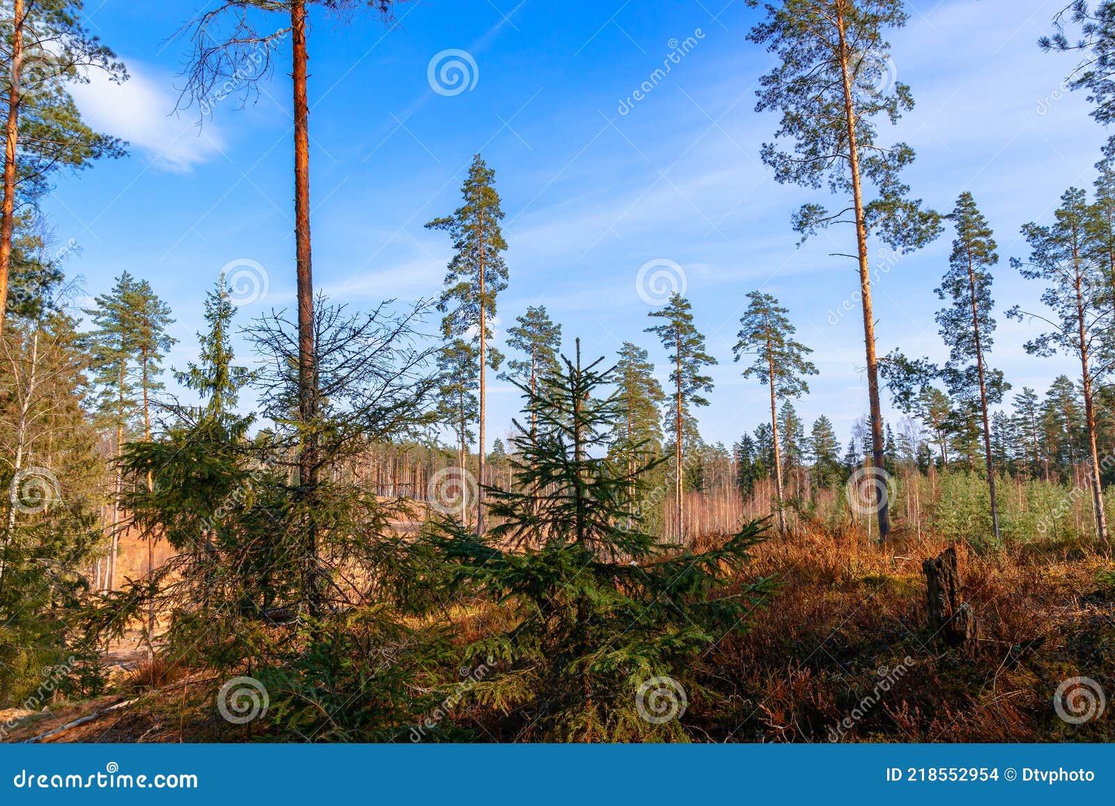 The Beauty of Belarusian Coniferous Forests Stock Photo - Image of ...