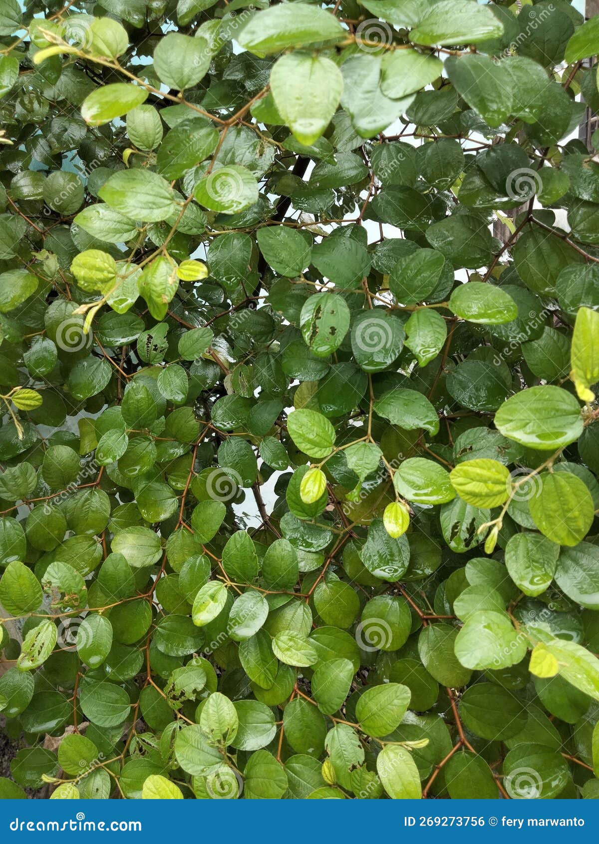 The Beauty of Bidara Plants Stock Photo - Image of flower, garden ...