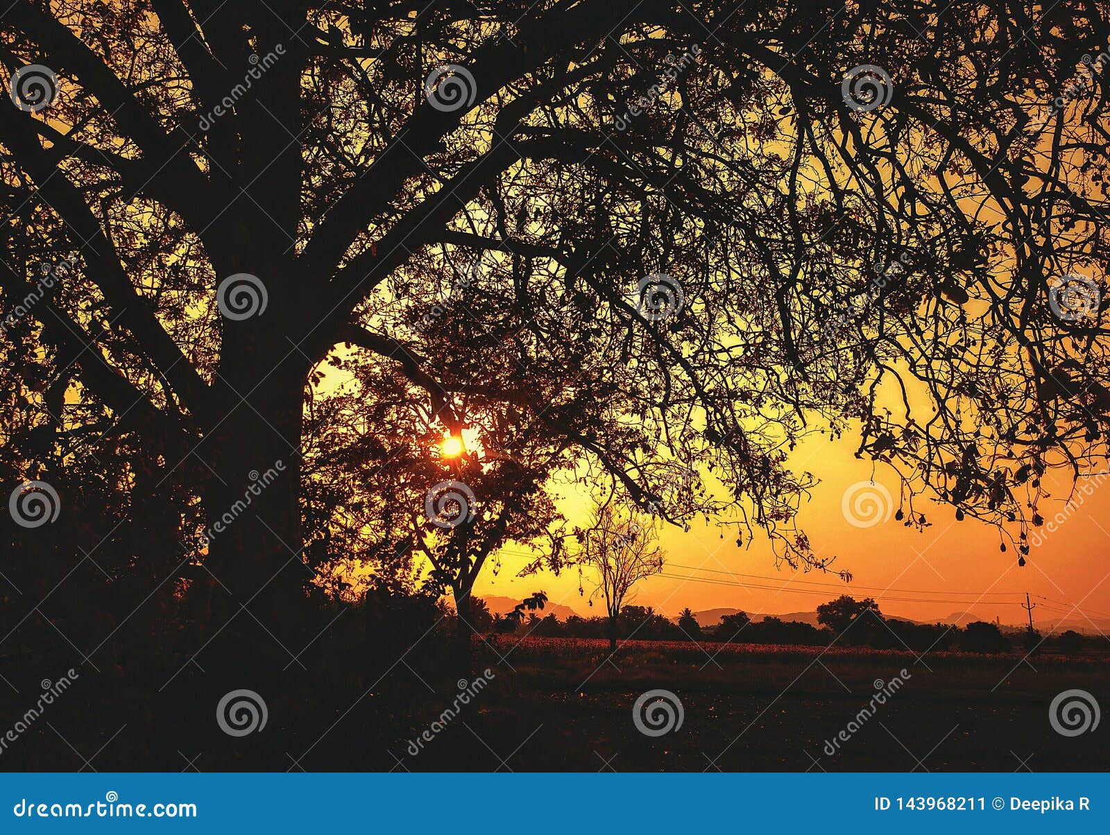 A Beauty of Big Old Tree during Sunset Stock Image - Image of artistic ...