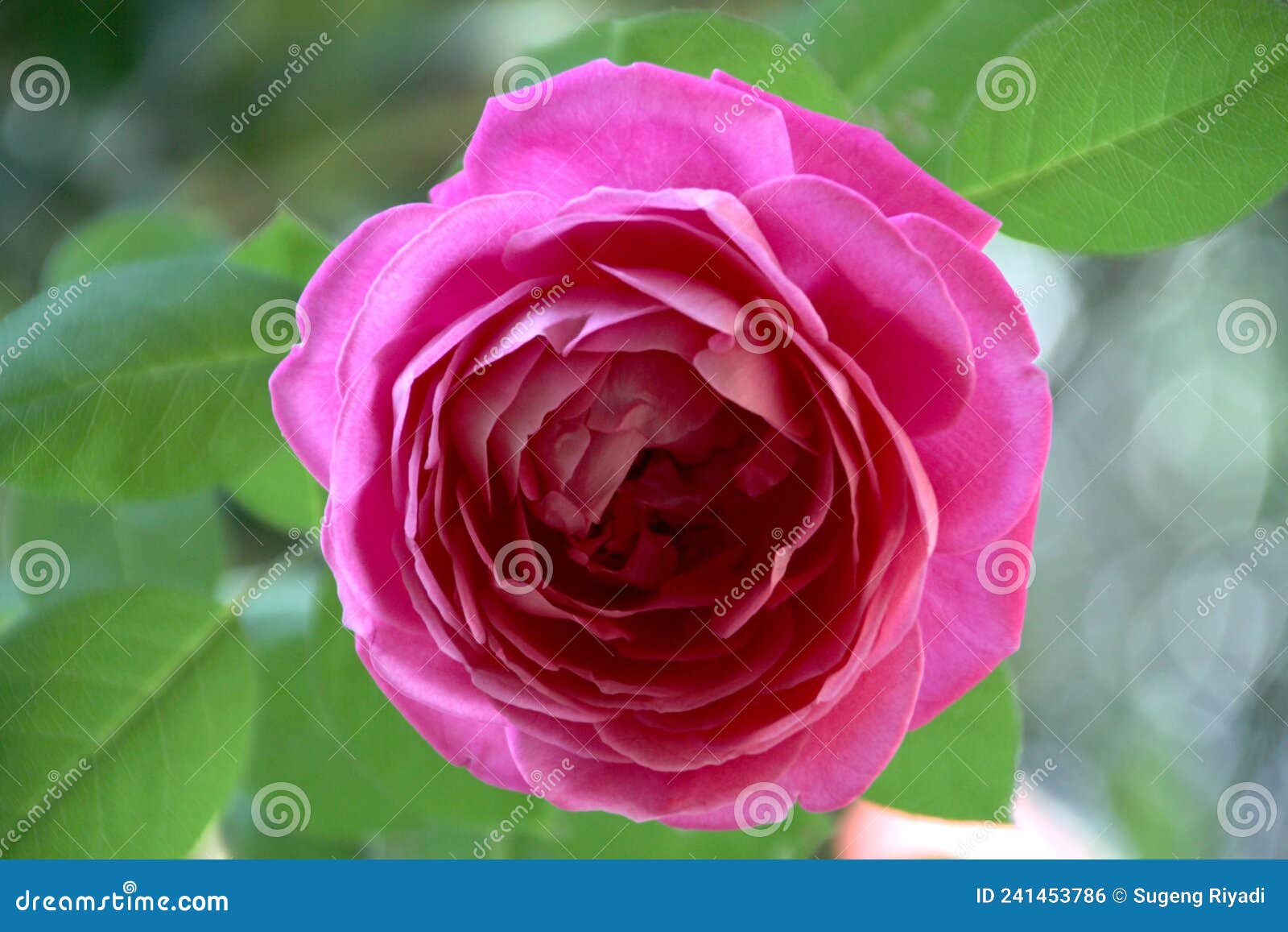 Beauty Big Pinky Rose in Bloom Stock Photo - Image of bloom, pinky ...