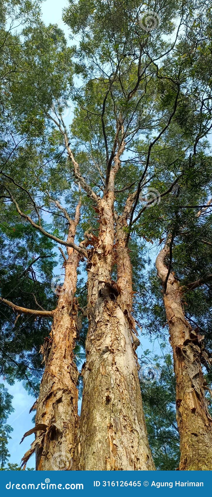 The Beauty of the Big Tree from Below with the Bright Sky Stock Image ...
