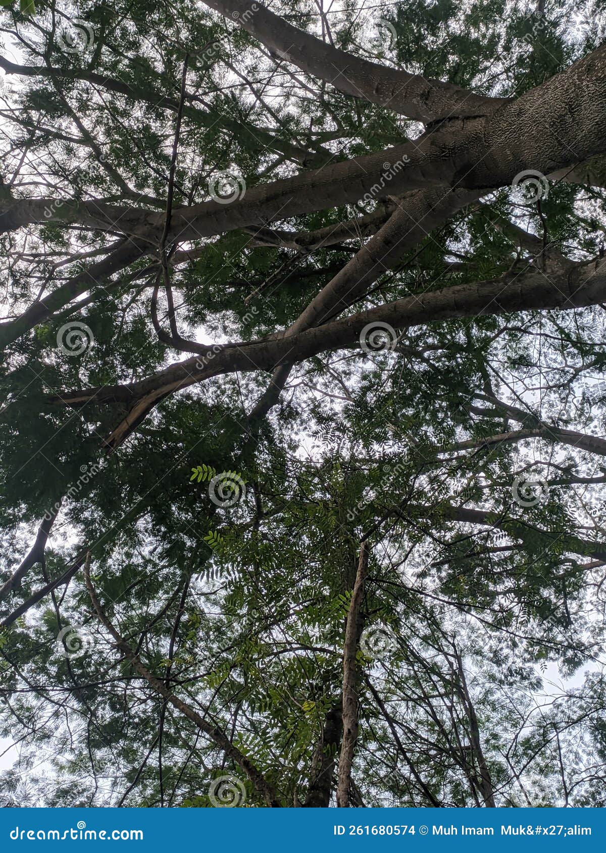 The Beauty of Big Tree in the Forest Stock Photo - Image of autumn ...