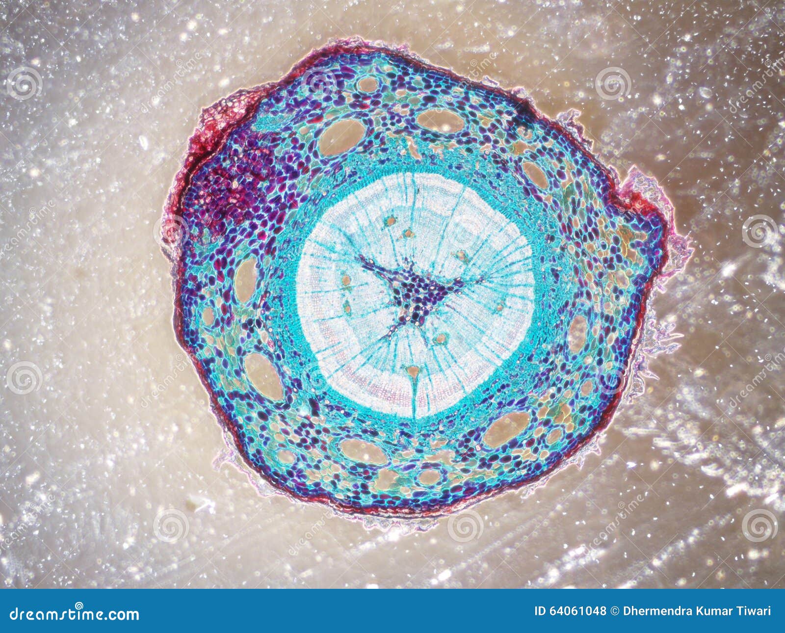 Beauty of Biological Science Under Microscopy Stock Photo - Image of ...