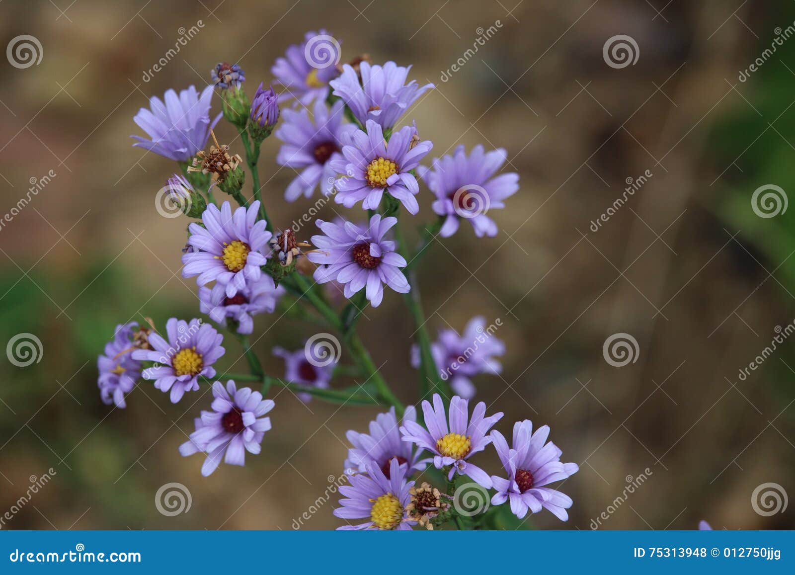 Beauty in Blue - Wild Blue Aster Stock Photo - Image of beauty, blue ...