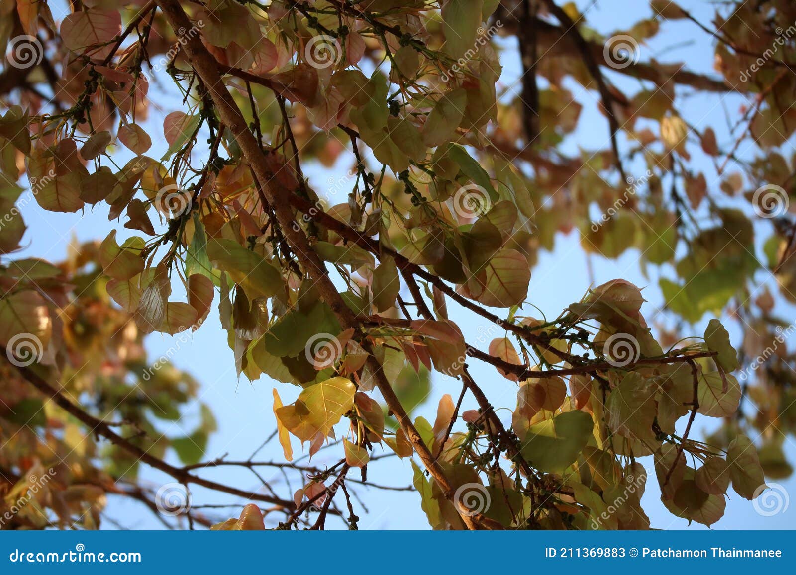 The Beauty of Bodhi Leaf, Bodhi Tree is Changing Its Color Pink. in the ...
