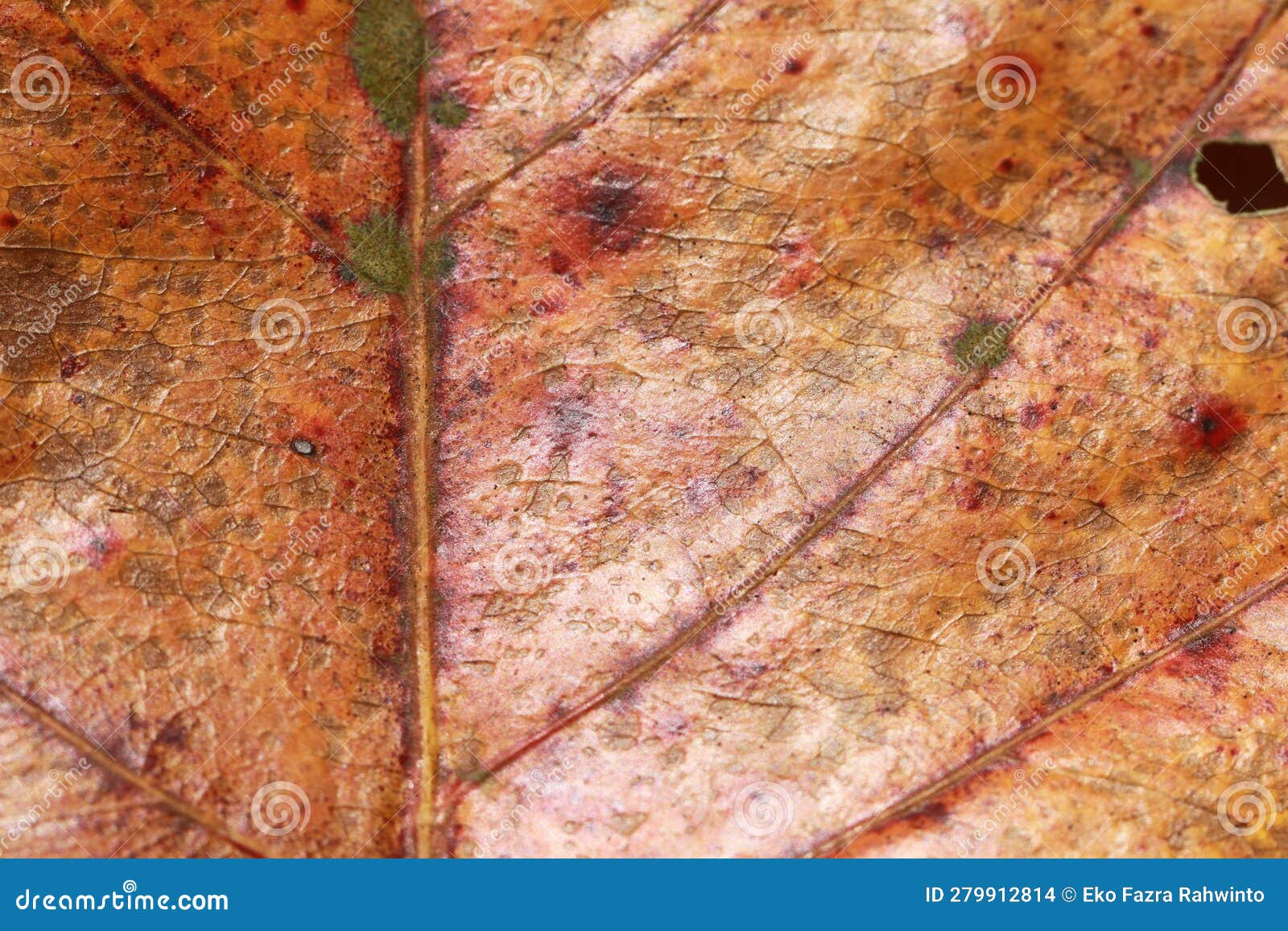 The Beauty Brown Leaf with Organic and Nature Texture Stock Photo ...