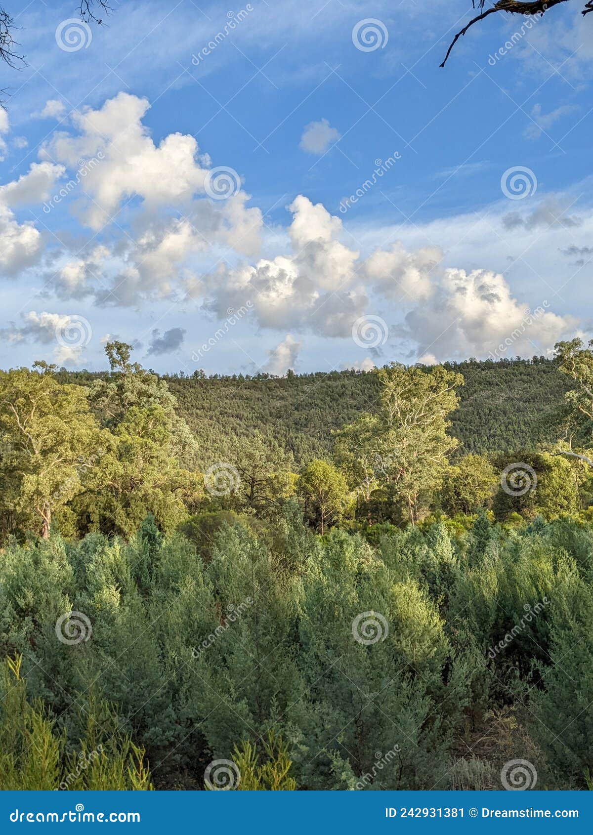Beauty bush land bushes stock image. Image of field - 242931381