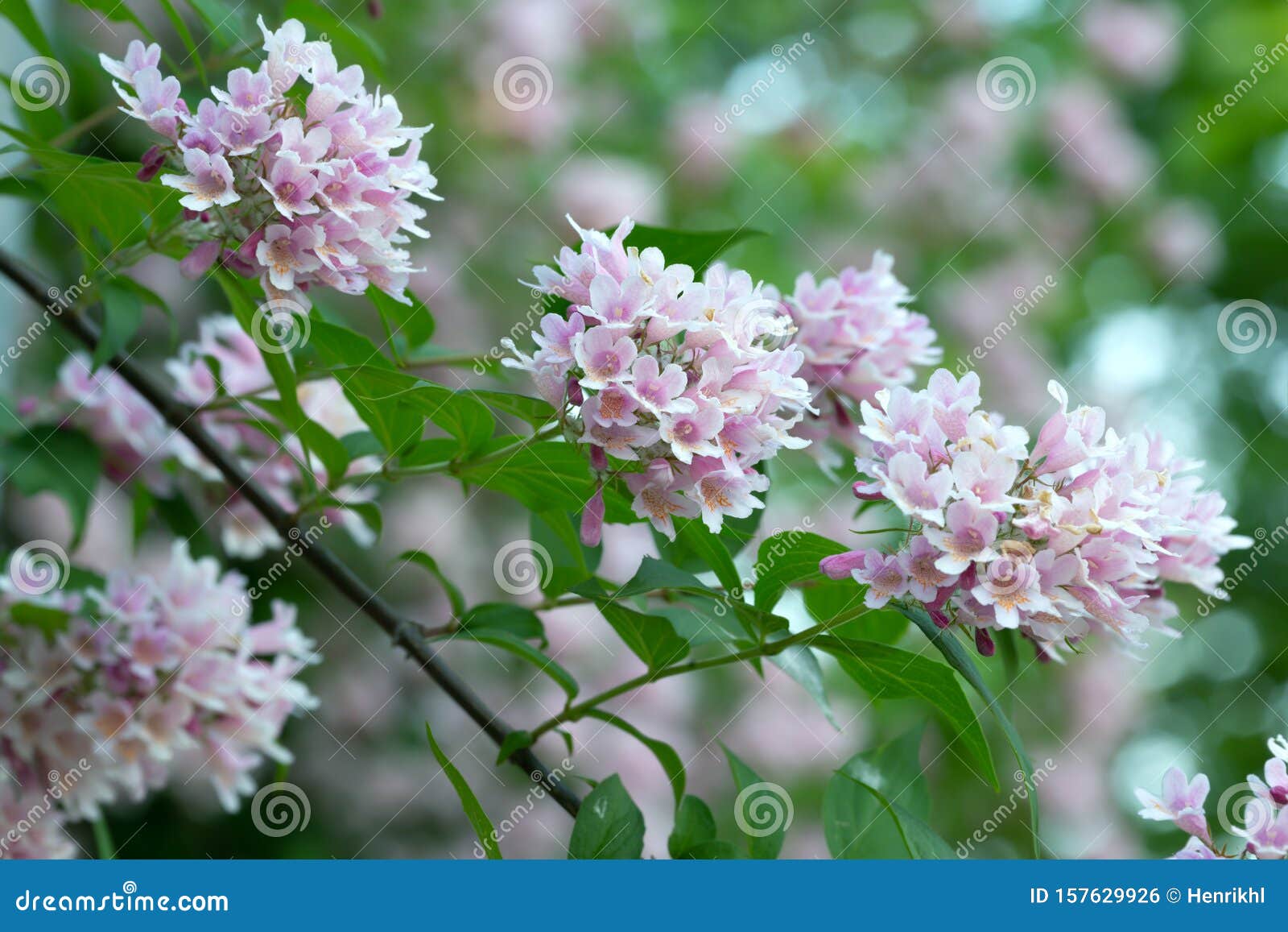 Linnaea Amabilis Is A Species Of Flowering Plant In The Family ...