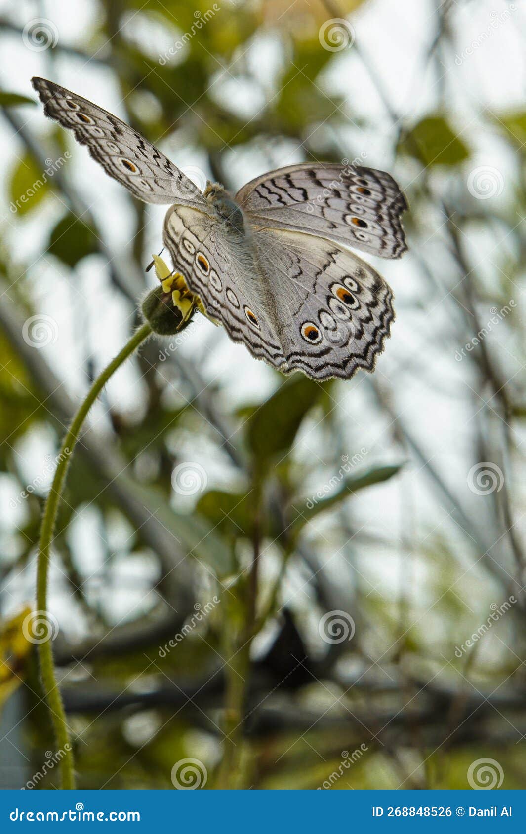 The Beauty of Butterfly Wings with Small Round Patterns Stock Photo ...