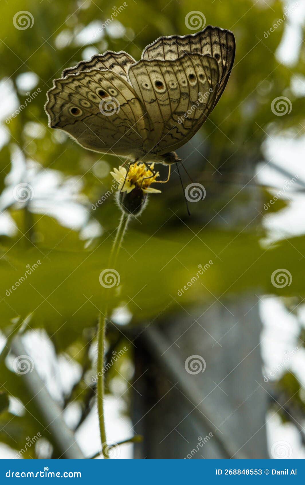 The Beauty of Butterfly Wings with Small Round Patterns Stock Image ...