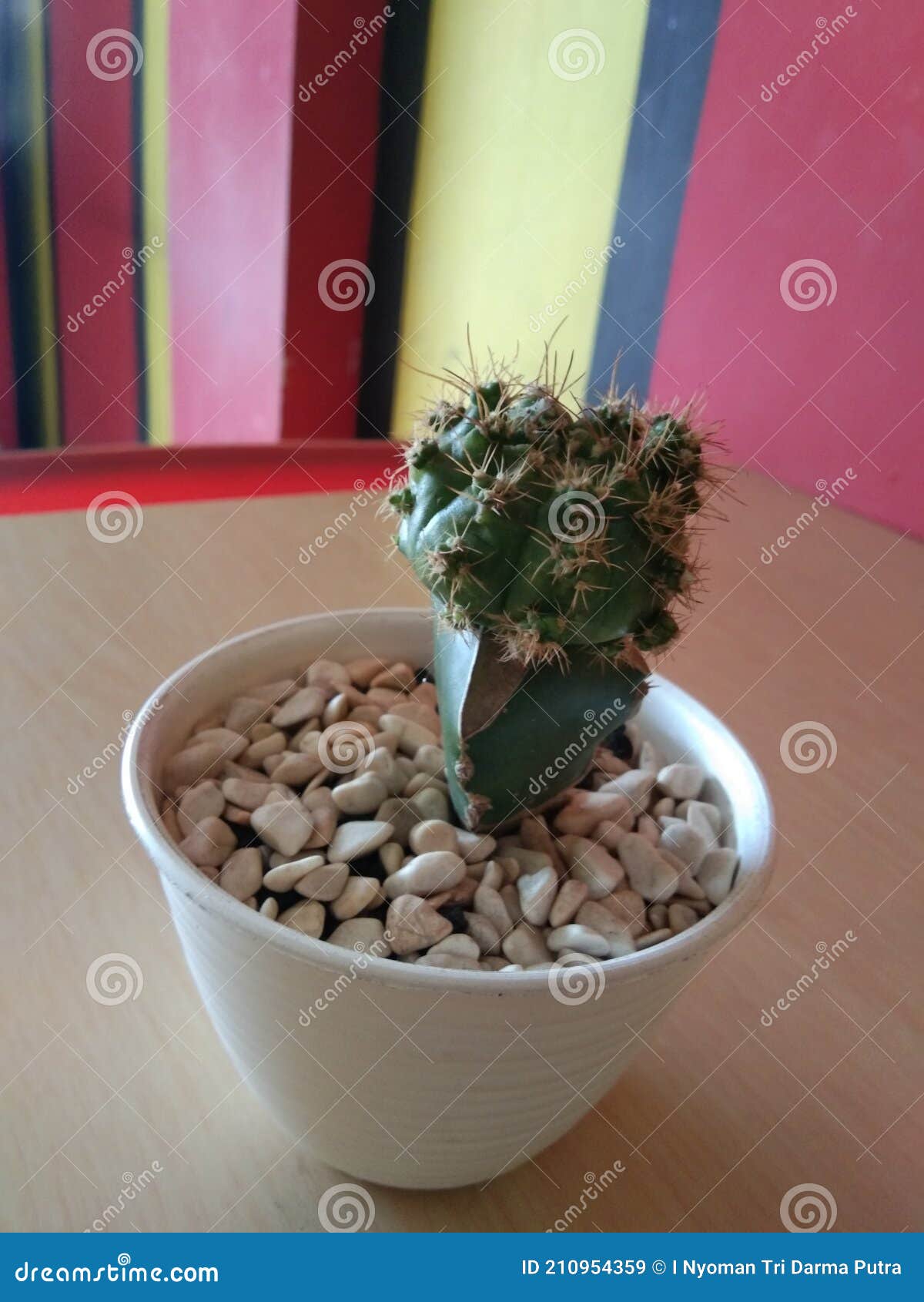 The Beauty of the Cactus on the Dining Table in the Afternoon Stock ...