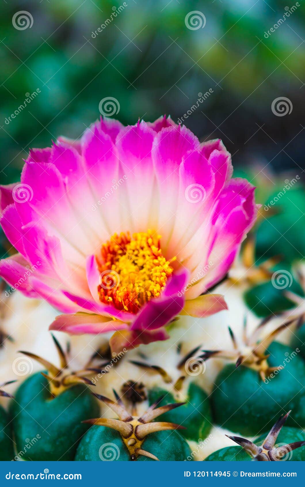 The Beauty of Cactus Flowers Stock Image - Image of flora, botany ...