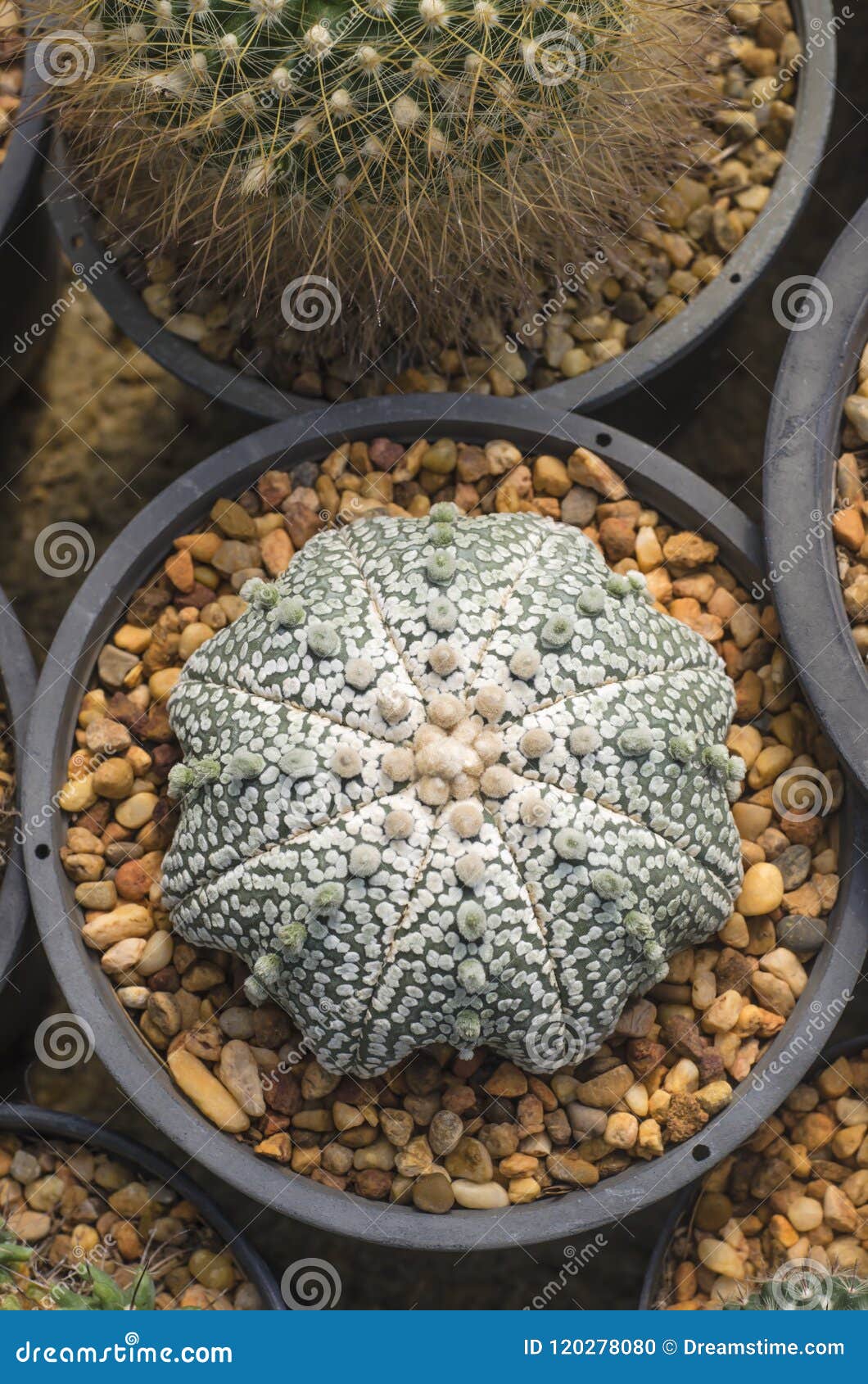 The Beauty of Cactus Flowers. Stock Photo - Image of beauty, manchu ...