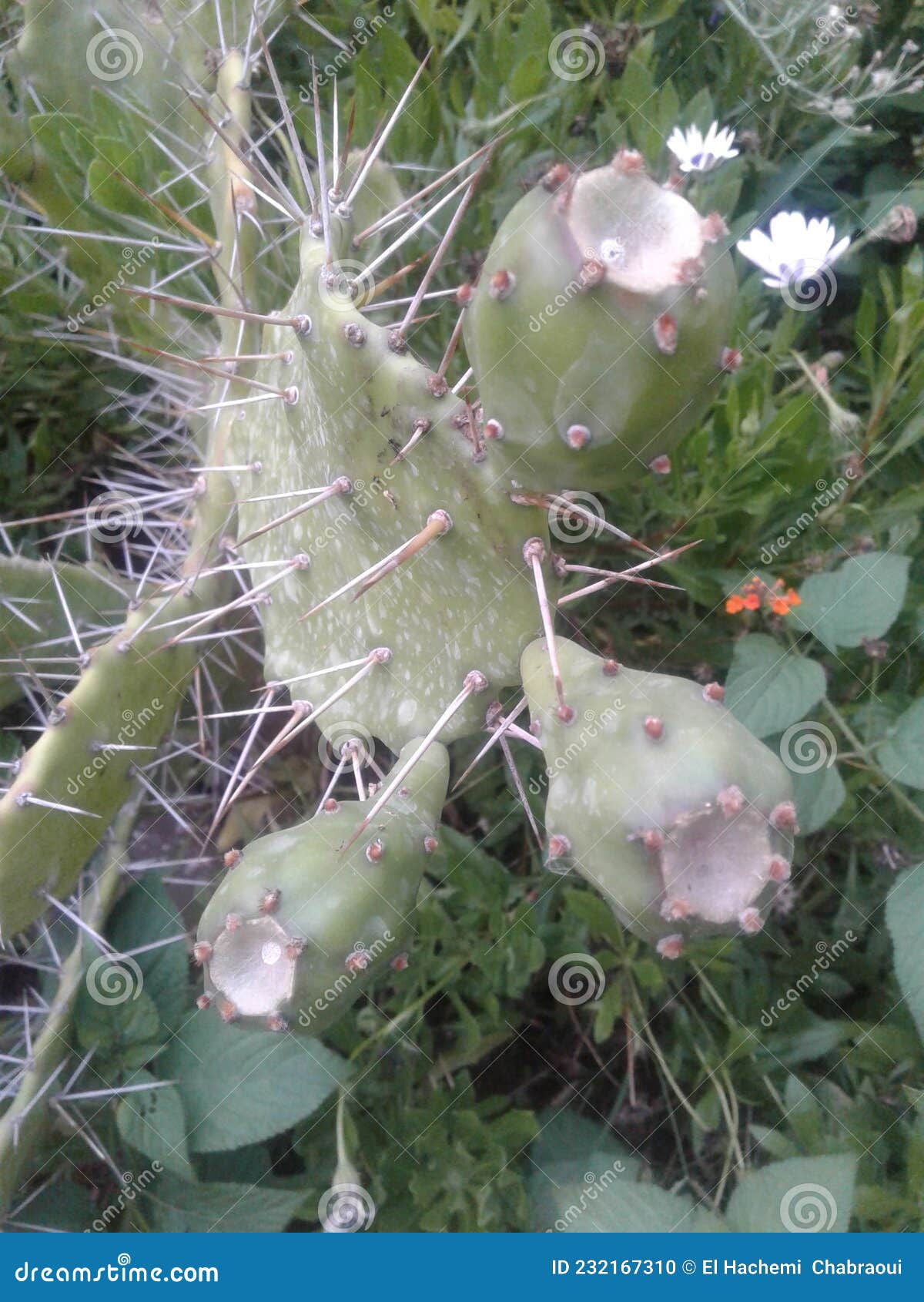 The Beauty of Cactus Spinal Stock Photo - Image of plants, beauty ...