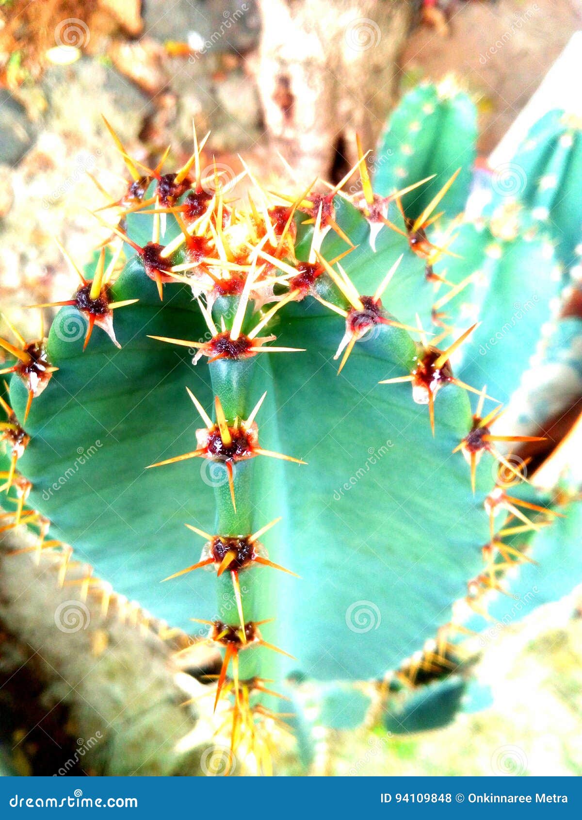 Beauty cactus stock photo. Image of cactus, color, beauty - 94109848
