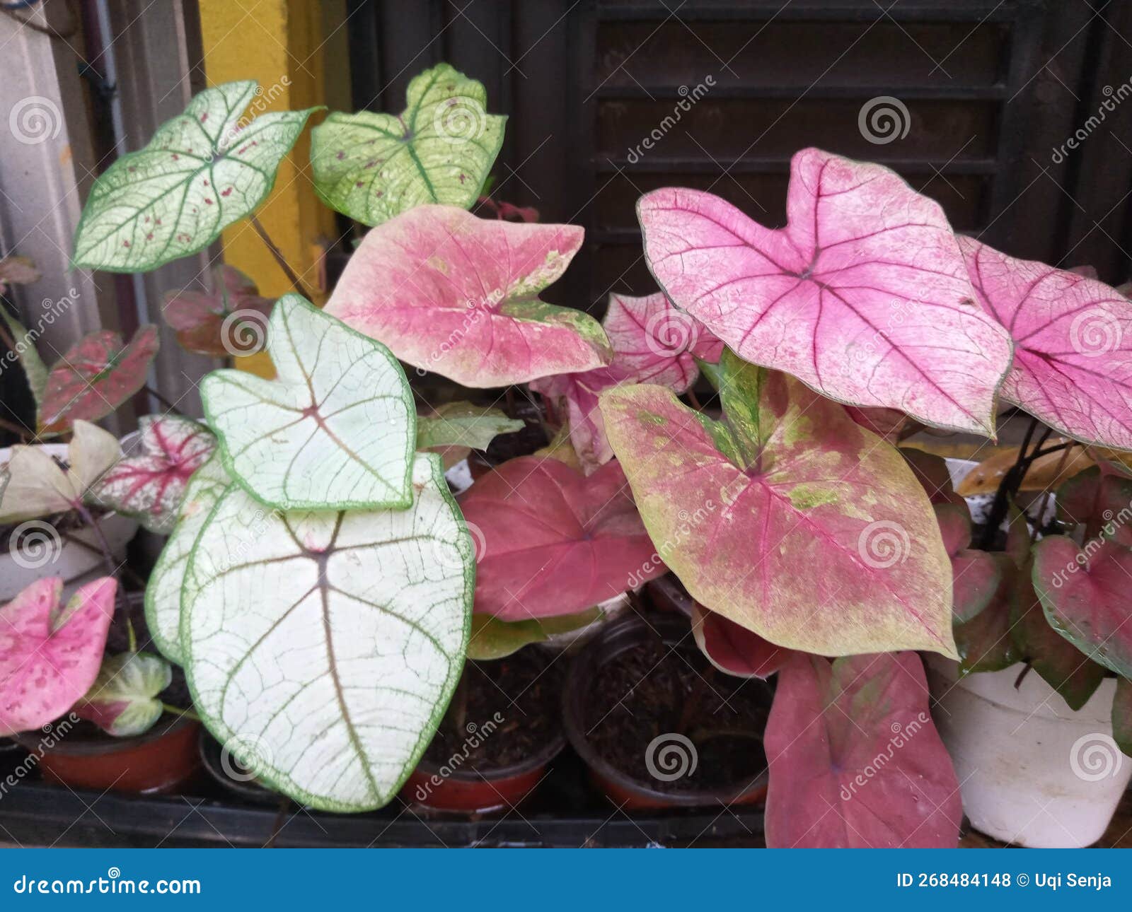 The beauty of caladiums stock photo. Image of leaf, beauty - 268484148
