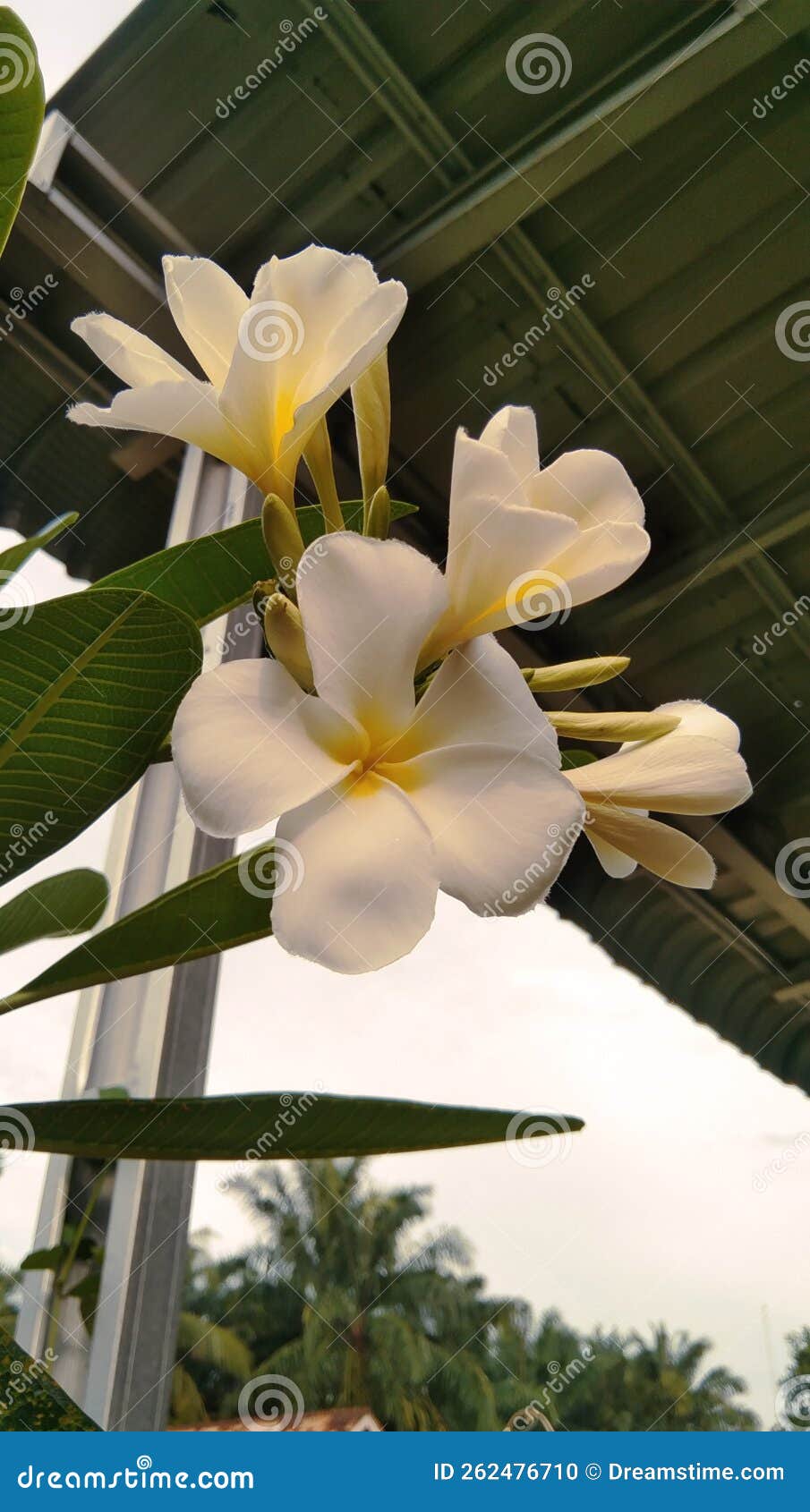 The Beauty of Cambodian Flowers Stock Photo - Image of pink, leaf ...