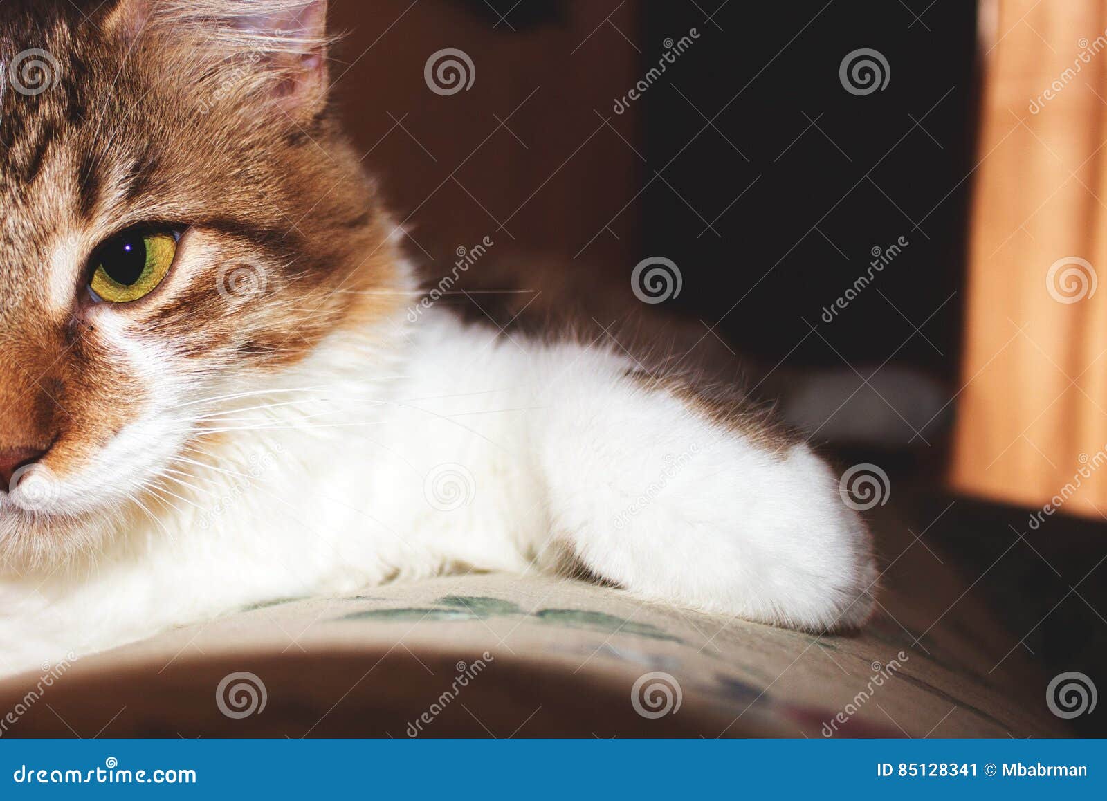 Tabby cat stock image. Image of pets, macro, beauty, whiskers - 85128341