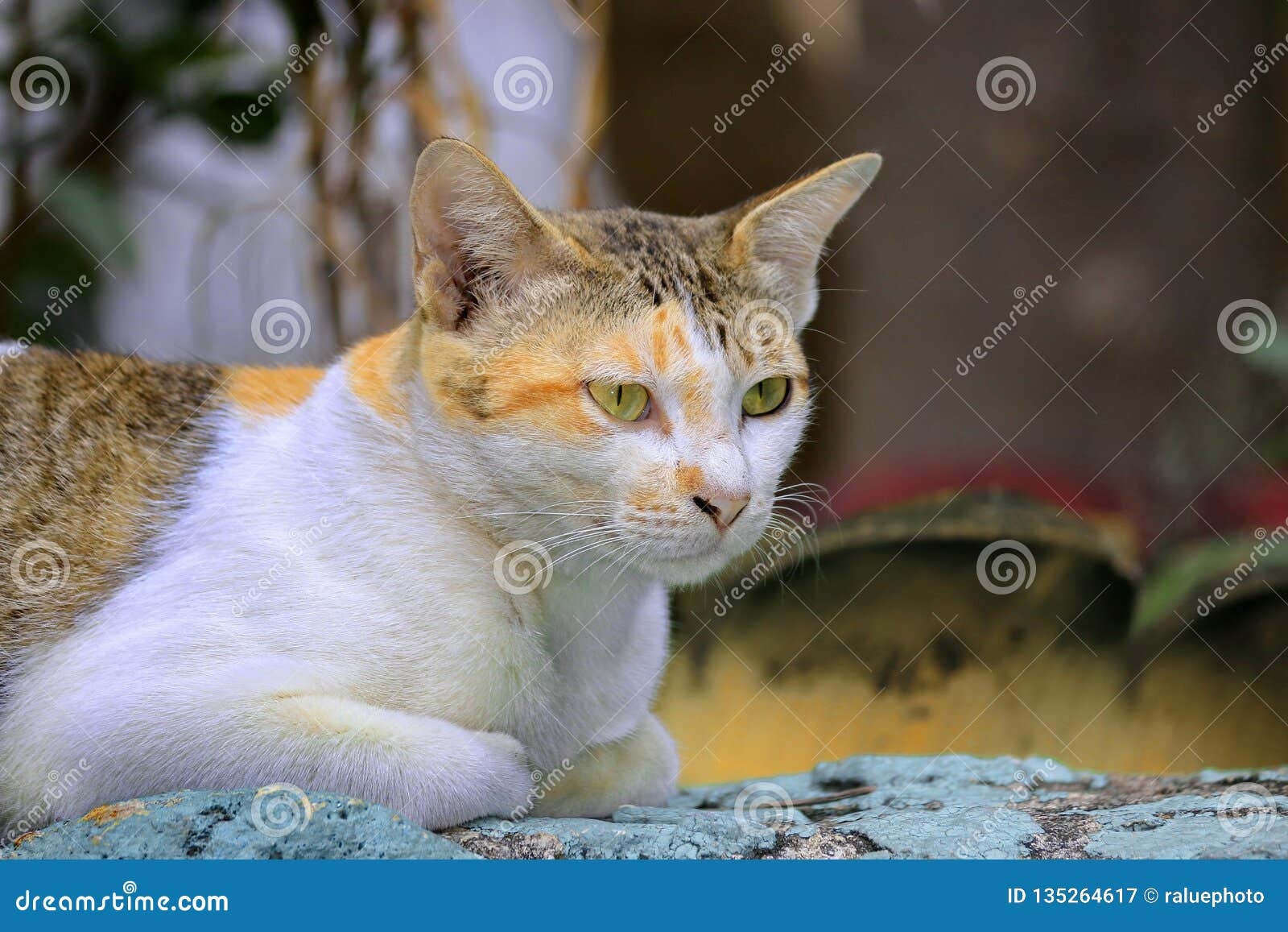 The Beauty of the Cat in the Natural Distance Stock Image - Image of ...