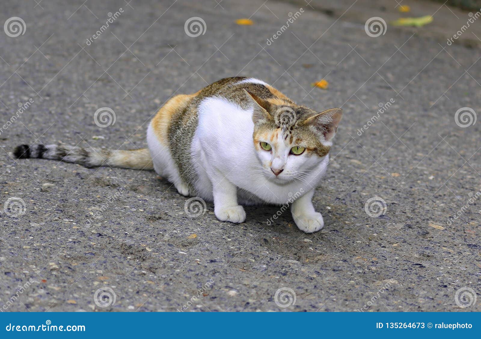 The Beauty of the Cat in the Natural Distance Stock Image - Image of ...