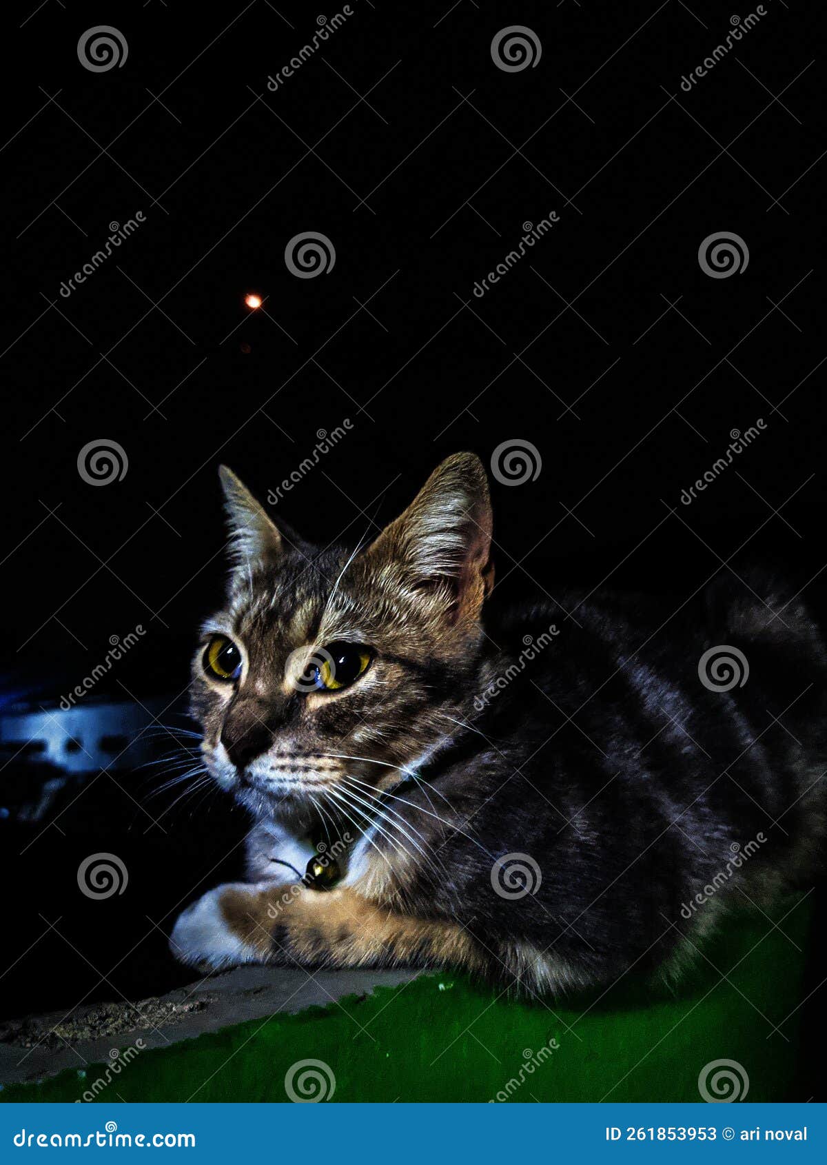 The Beauty of Cats in the Night Stock Image - Image of black, animal ...