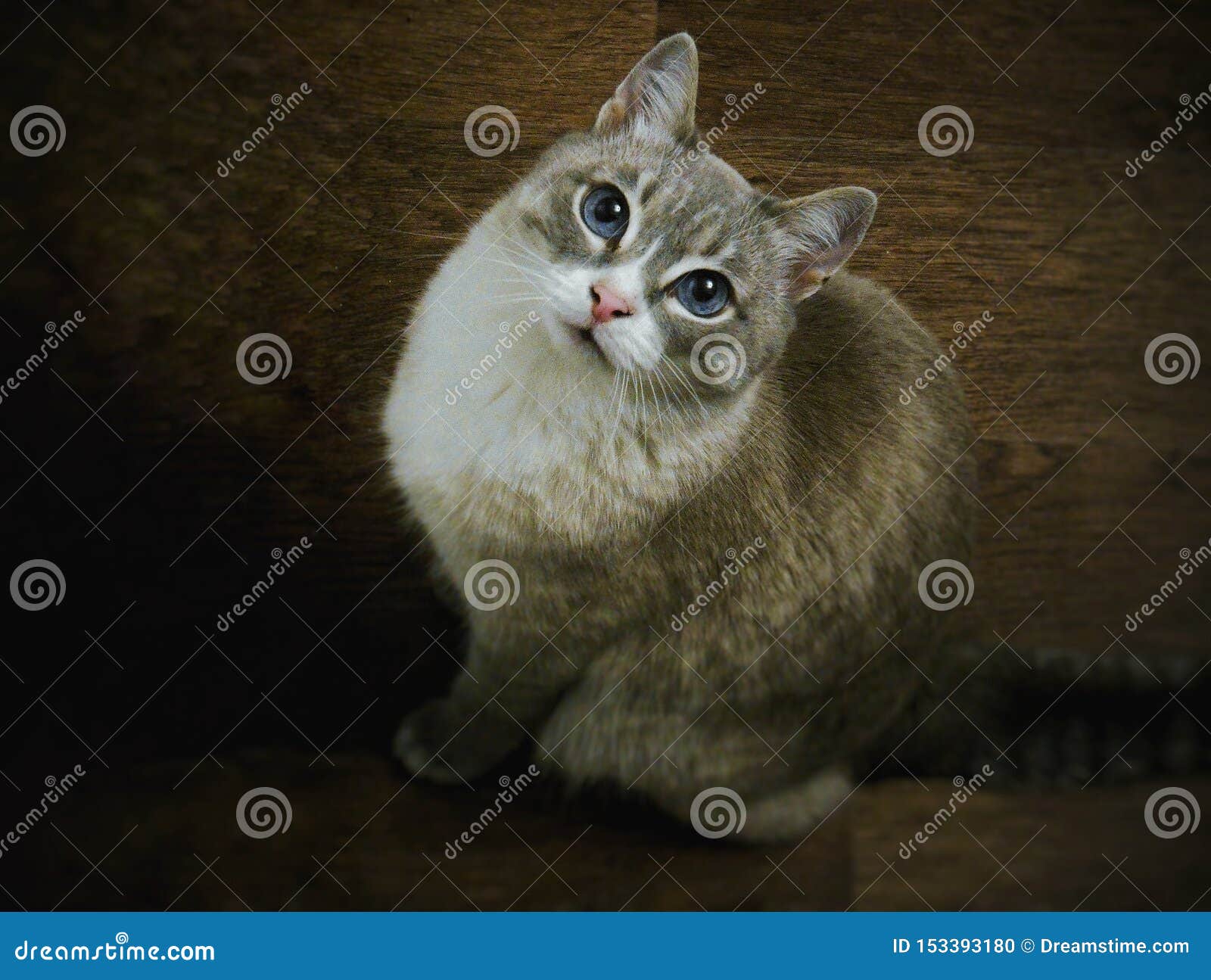 The Beauty of Cats is Unstoppable. Stock Photo - Image of cats, beauty ...