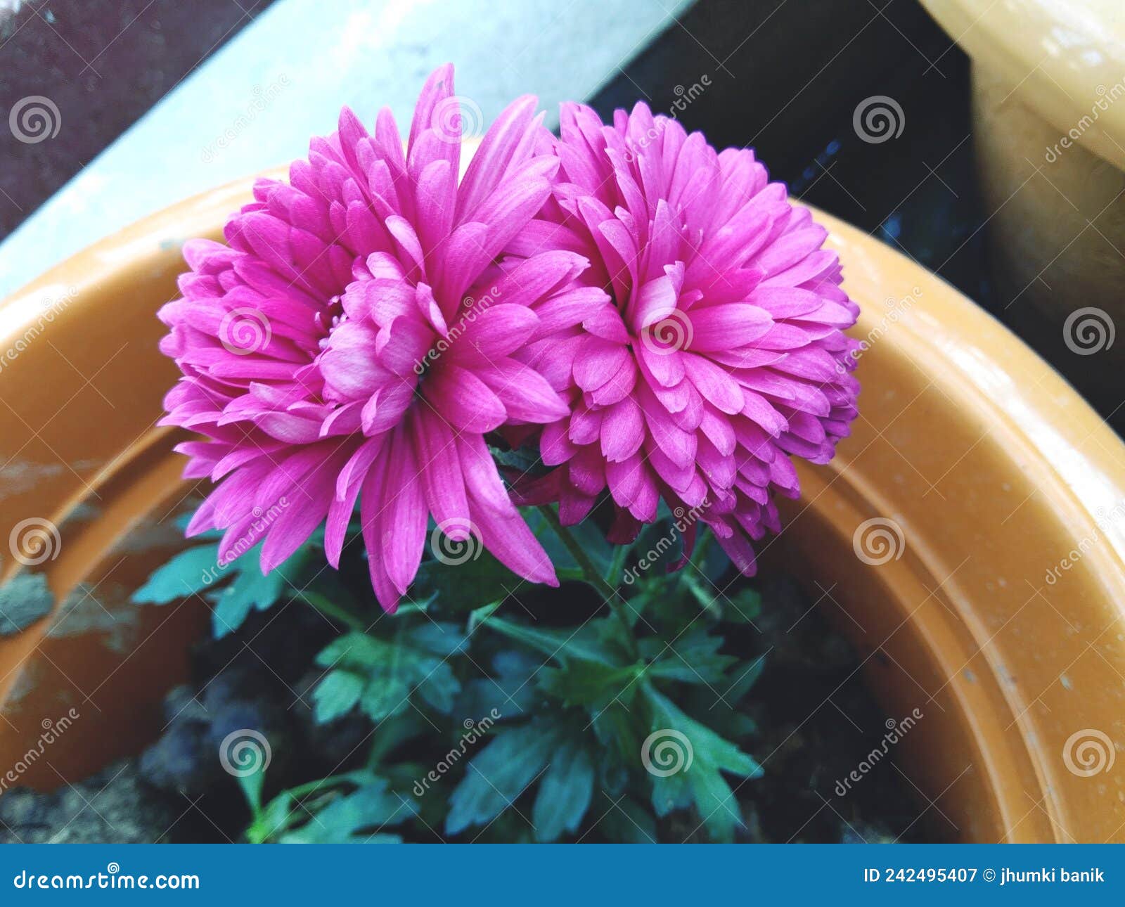 Beauty of Chandra Mallika Flower Stock Image - Image of purple, chandra ...
