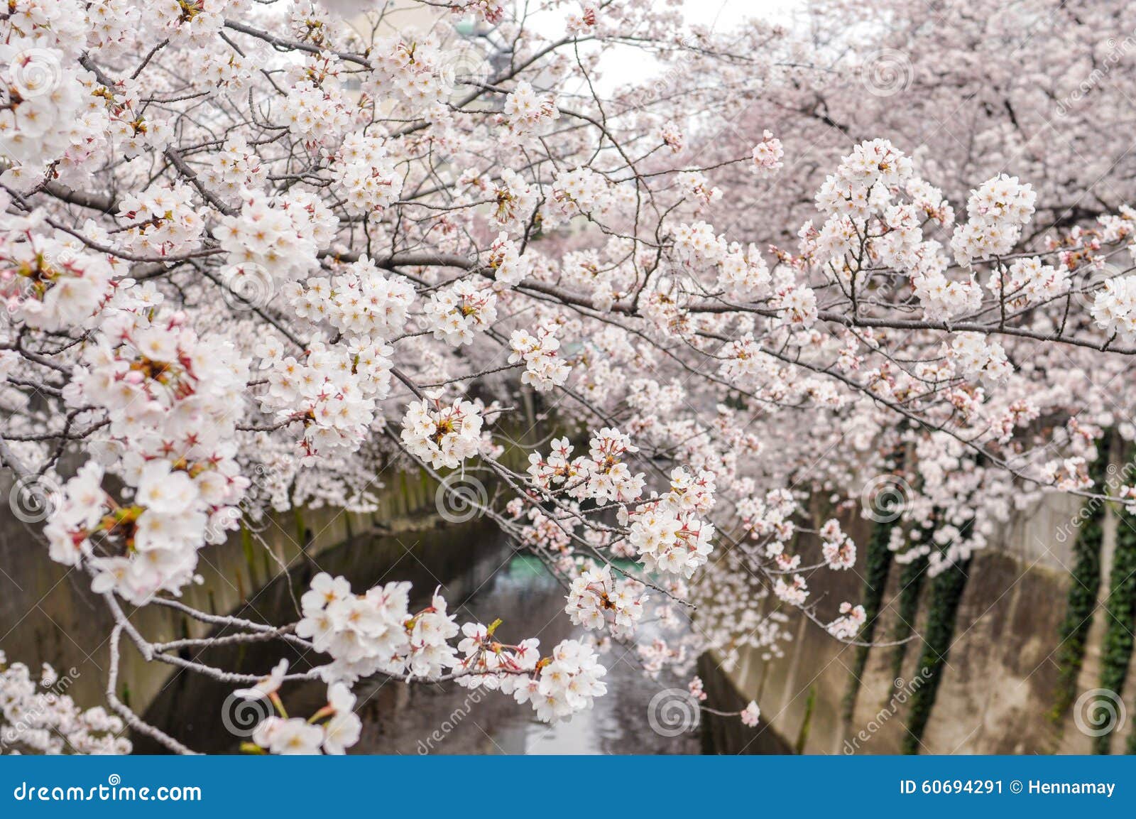 Beauty Cherry Blossom Over the River Stock Image - Image of path ...
