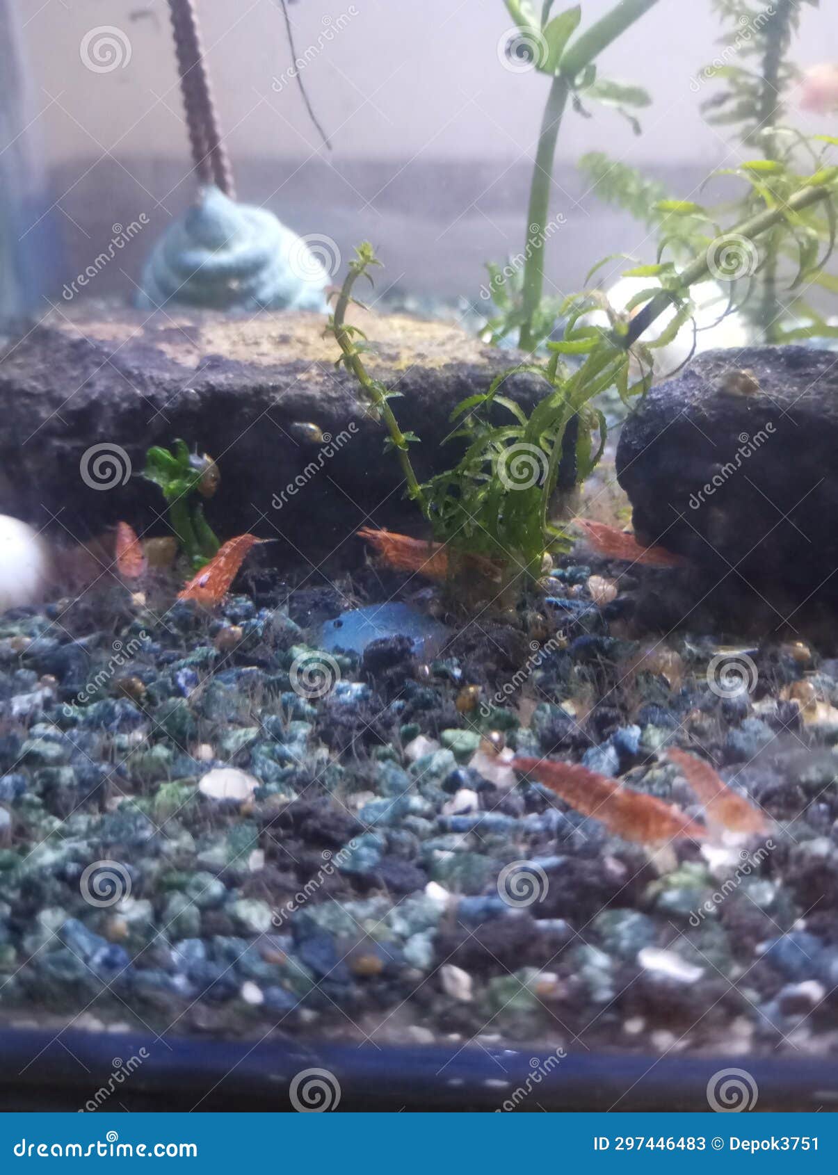 The Beauty of Cherry Shrimp in an Aquarium Stock Image - Image of ...