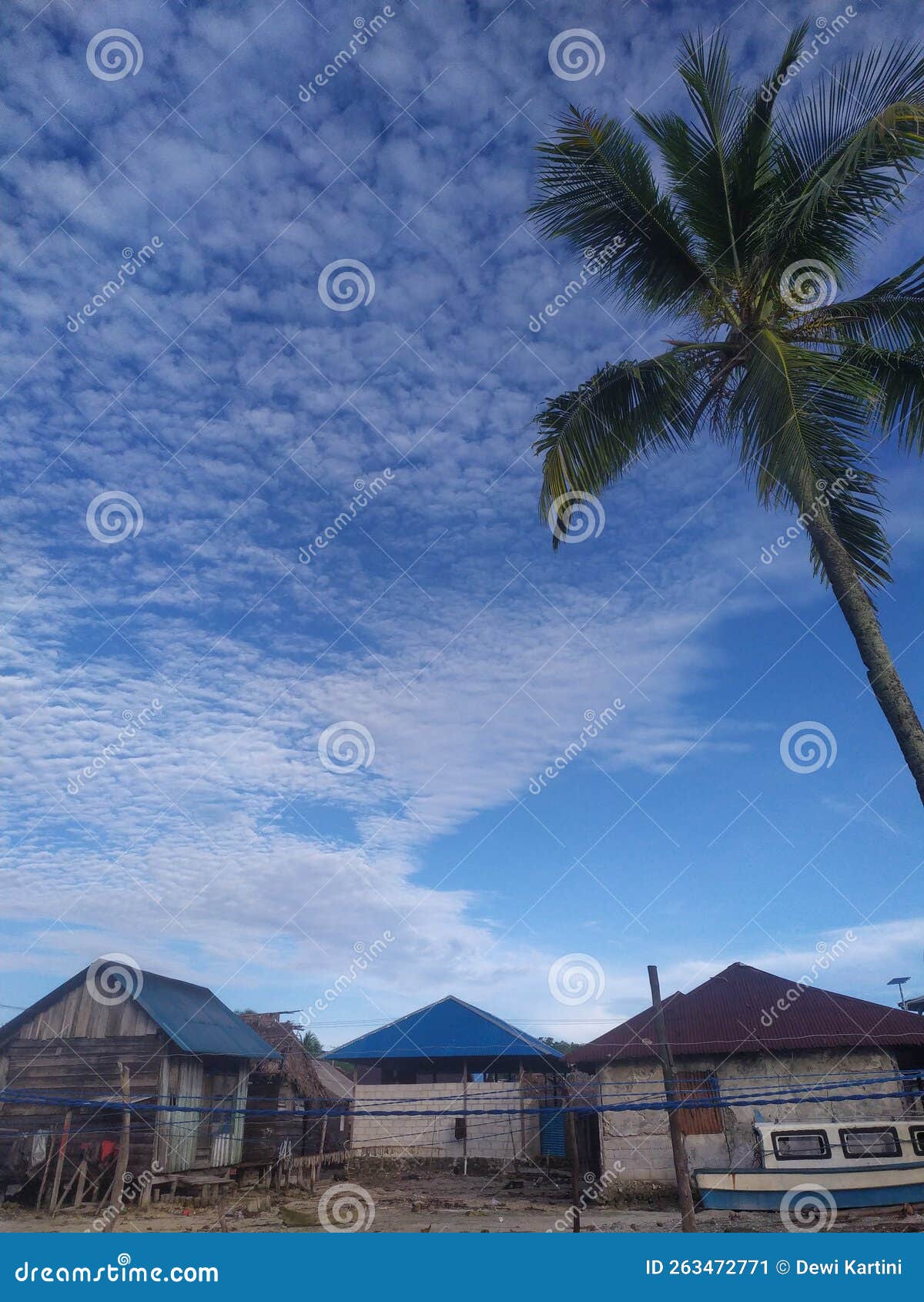 View Of Coconut Tree Plantation In Pollachi, Tamil Nadu, India Stock ...