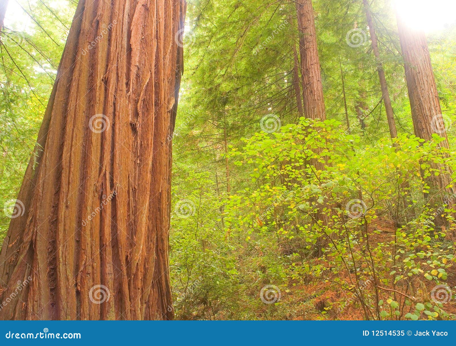 The Beauty of a Coastal Redwood Forest Stock Image - Image of peaceful ...