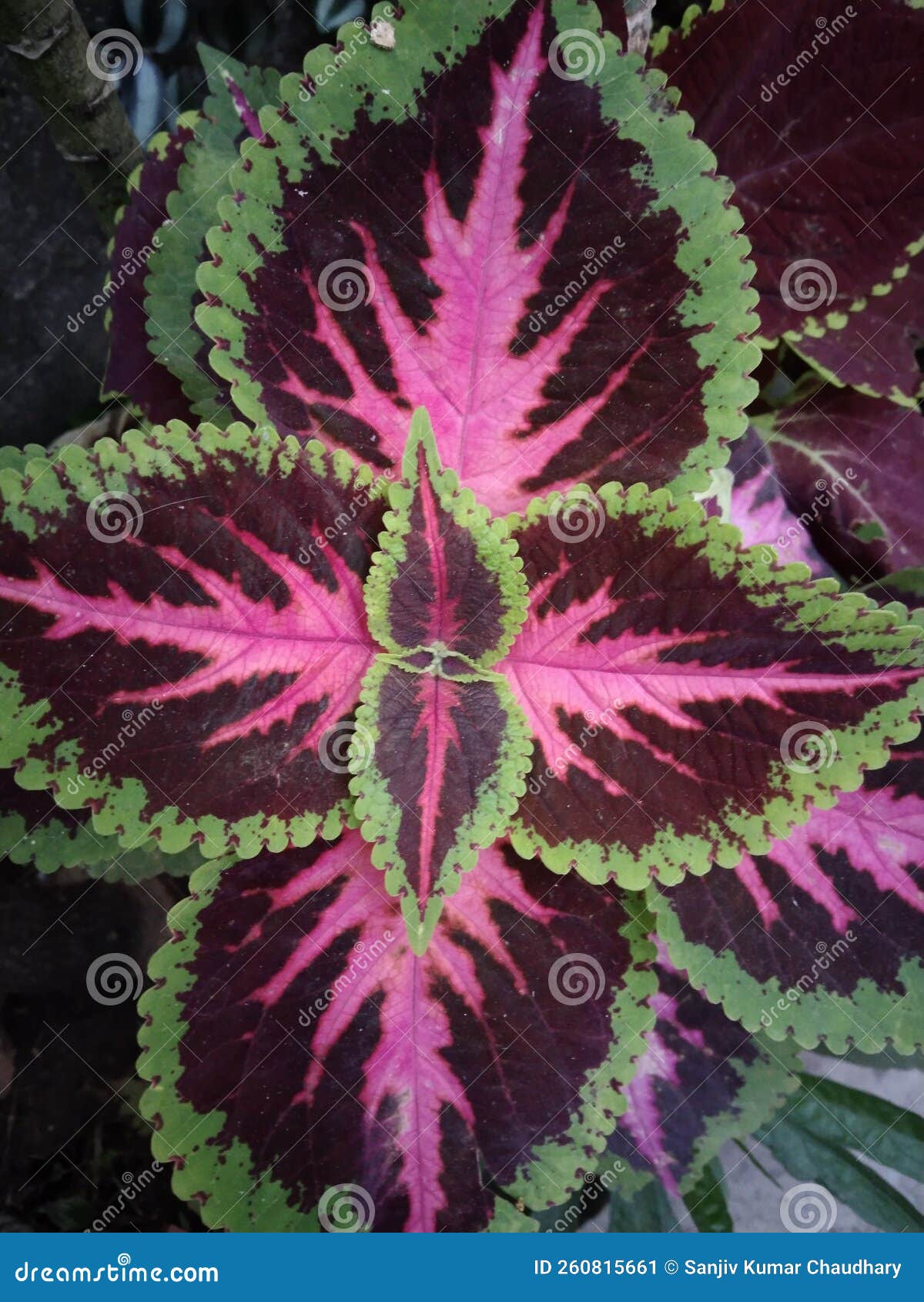Beauty coleus 11 mixed stock image. Image of produce - 260815661