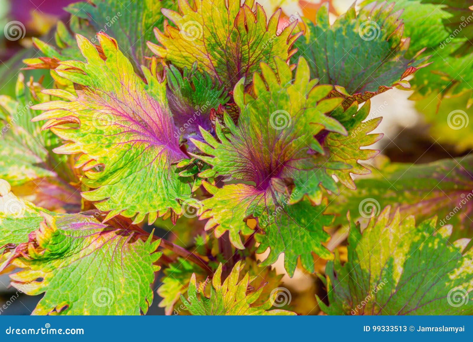 Coleus, Painted Nettles In Garden Background Stock Photo ...
