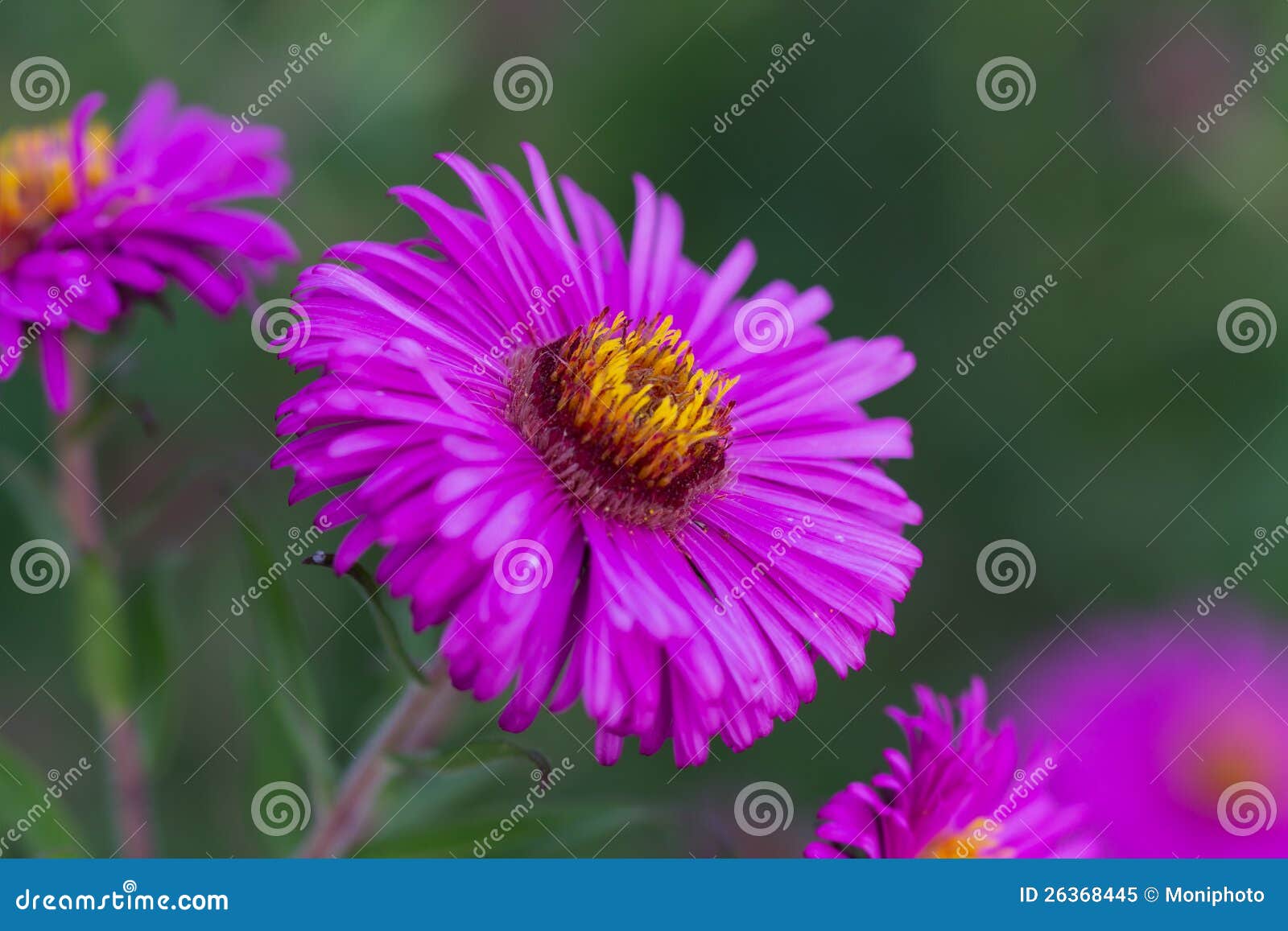 Beauty Color Aster Flowers Close Up Stock Image - Image of foliage ...
