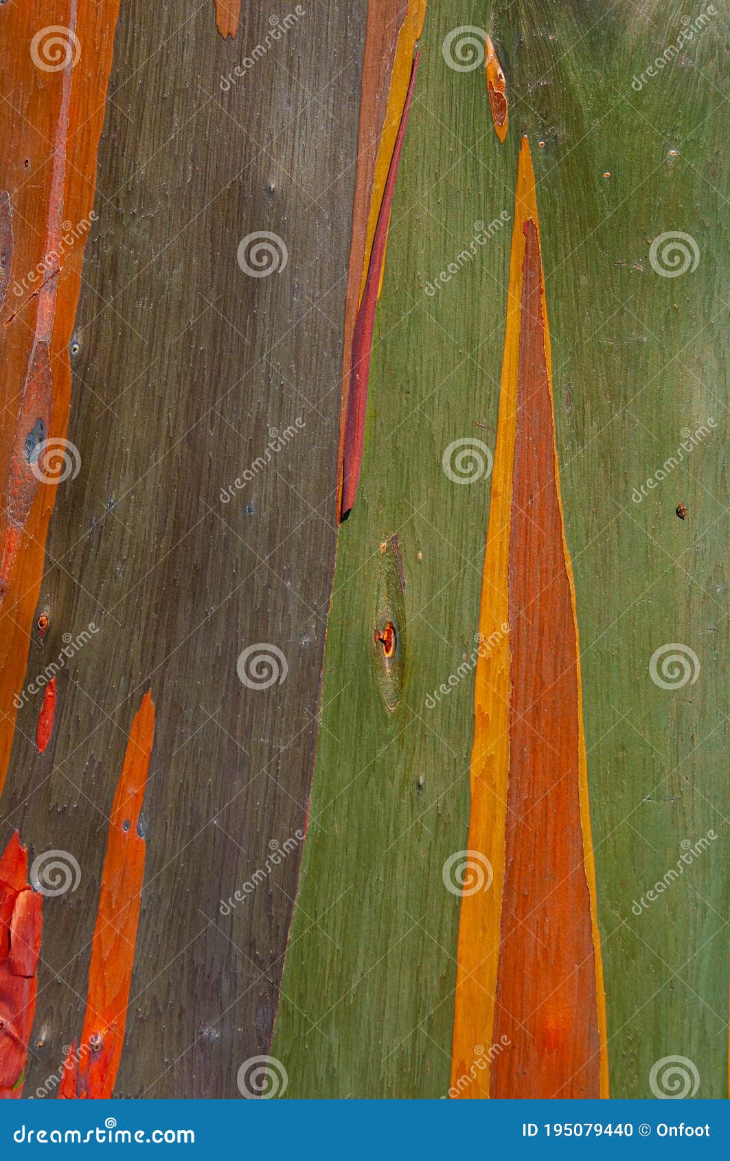 Beauty of Colorful Surface of Rainbow Eucalyptus Tree Stock Photo ...