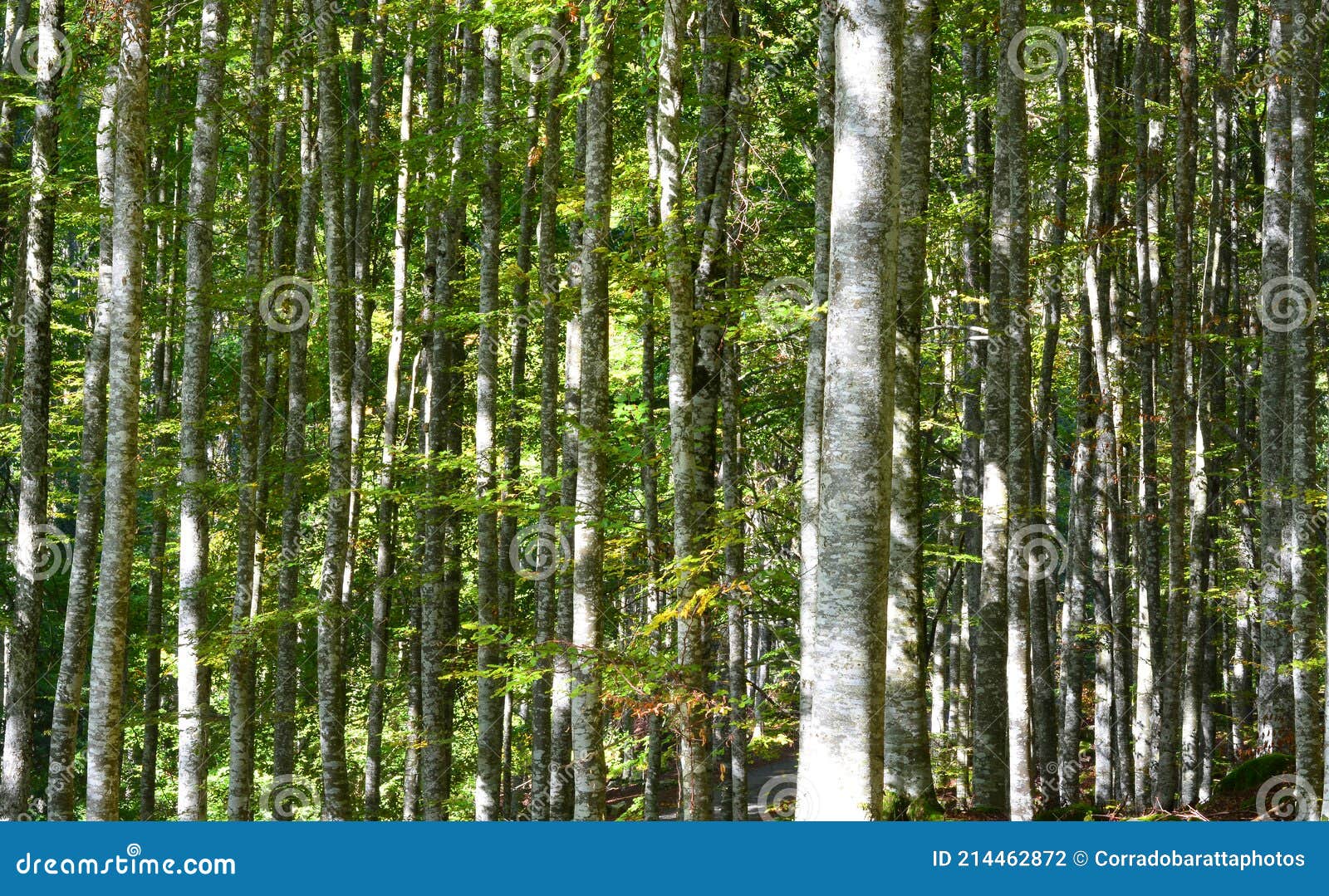 The Geometry of the Trees in the Forest with the Colors of Spring Stock ...