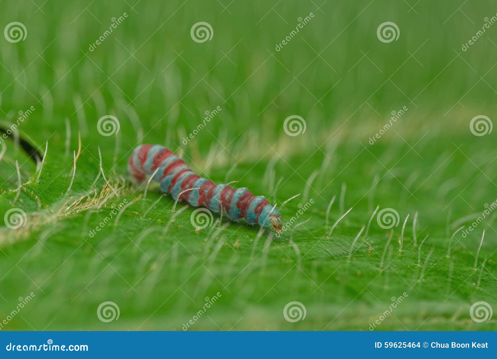 Beauty Colourful Worm in the Leaf Stock Photo - Image of detail, macro ...