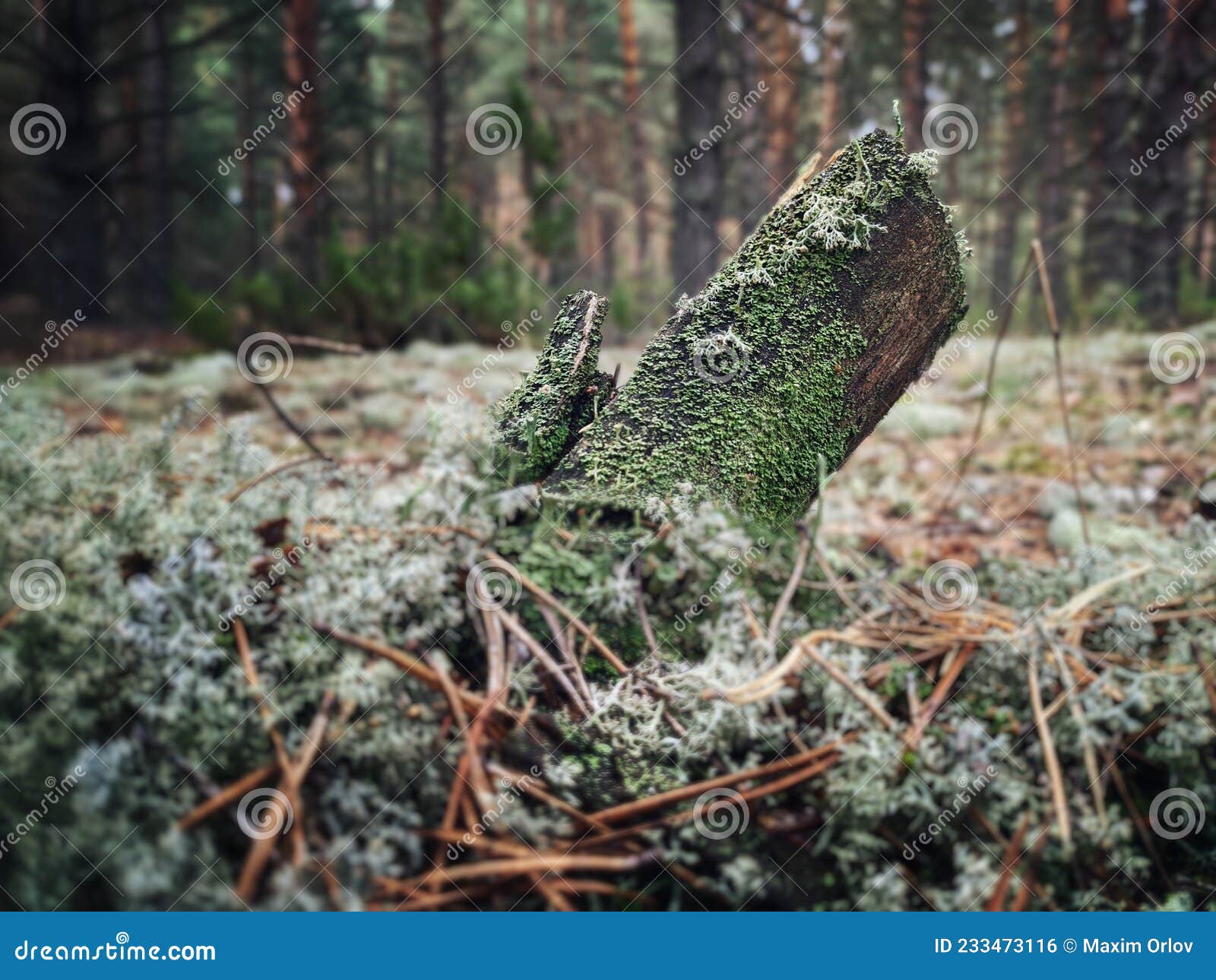 Beauty in Common Forest Items Stock Photo - Image of beauty, forest ...