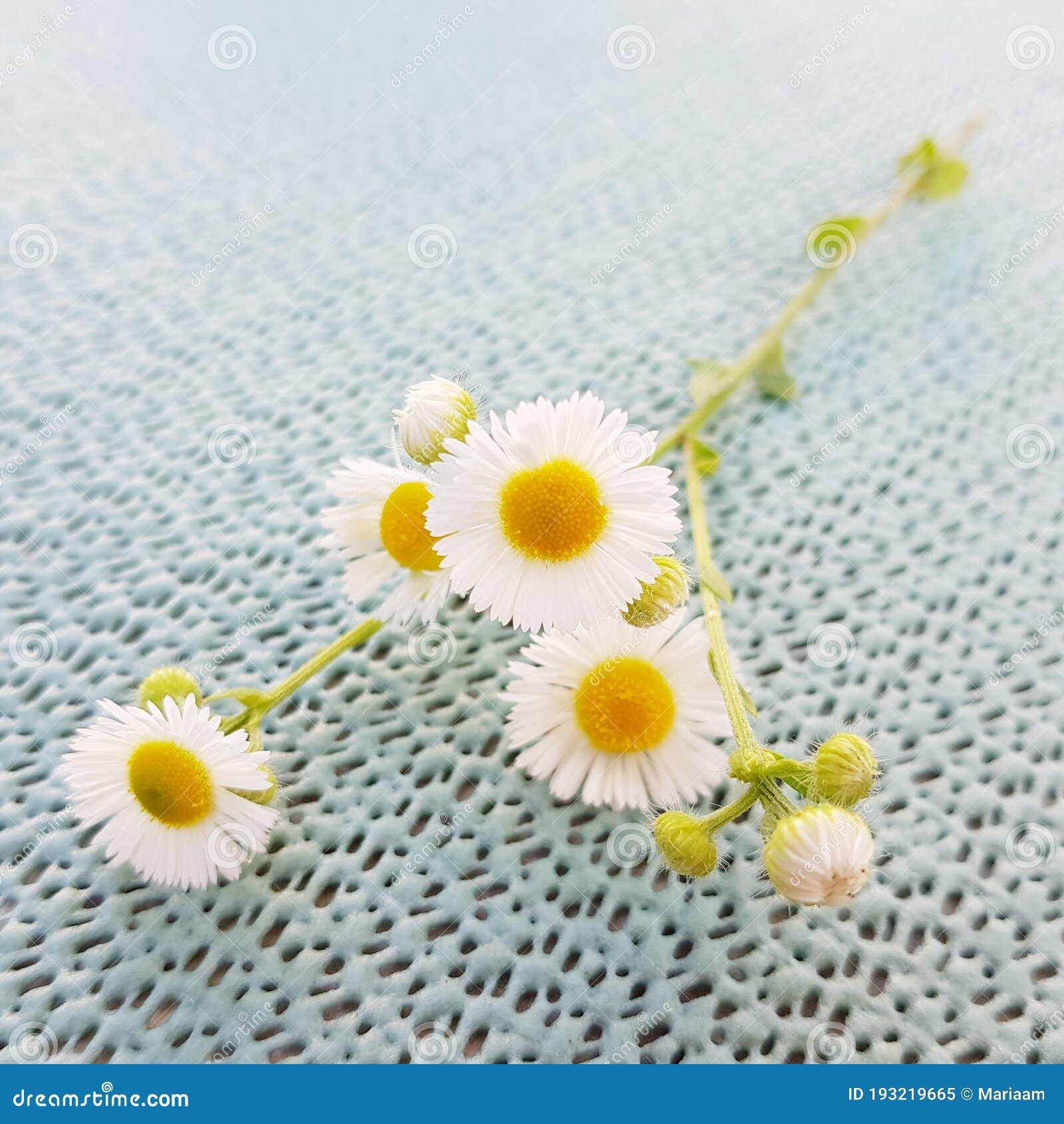 Beauty of Daisy Flowers on Table. Stock Image - Image of closeup, petal ...