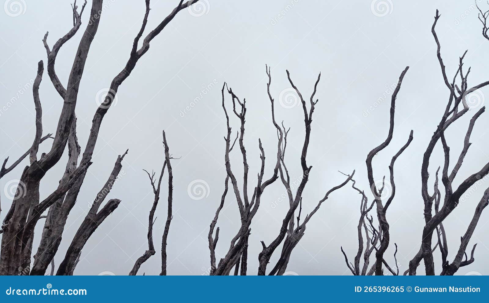 The Beauty of the Dead Forest on the Top of Mount Talang, Which is ...
