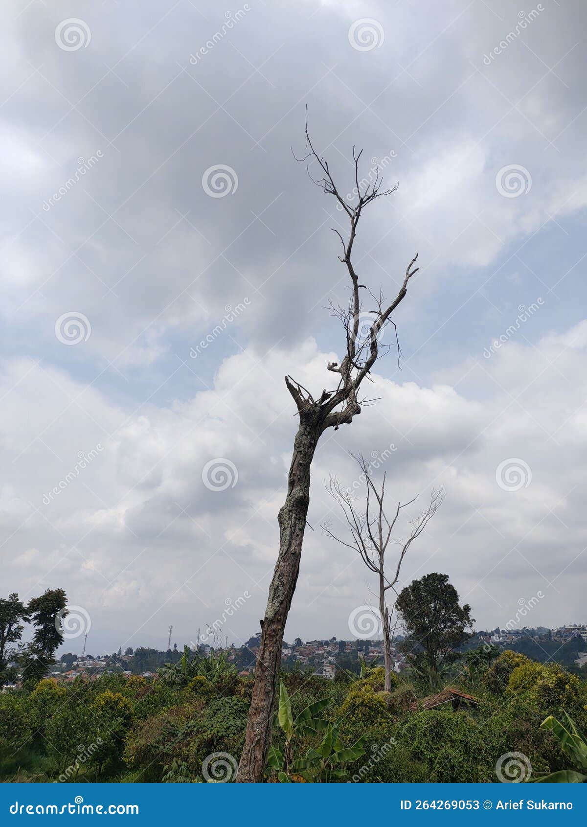 The Beauty of Dead Trees because of Nature Stock Image - Image of ...