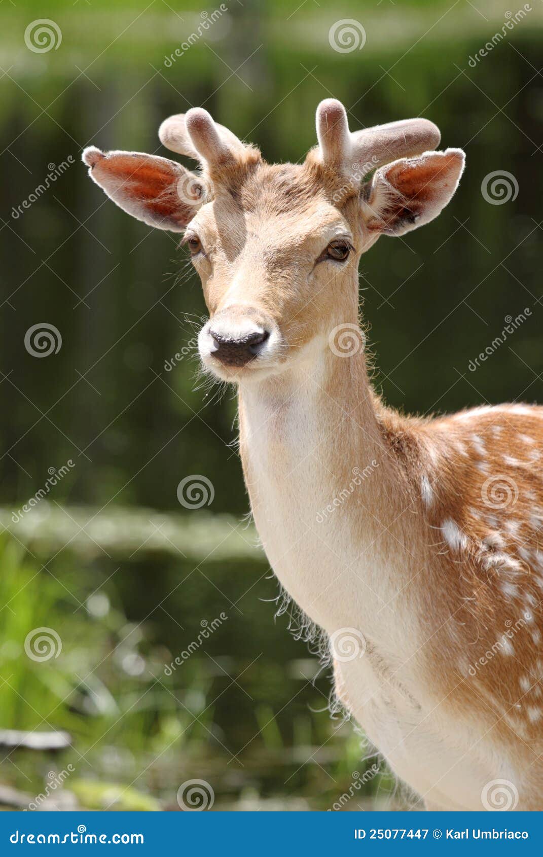 Beauty deer stock image. Image of wildlife, forest, mammal - 25077447