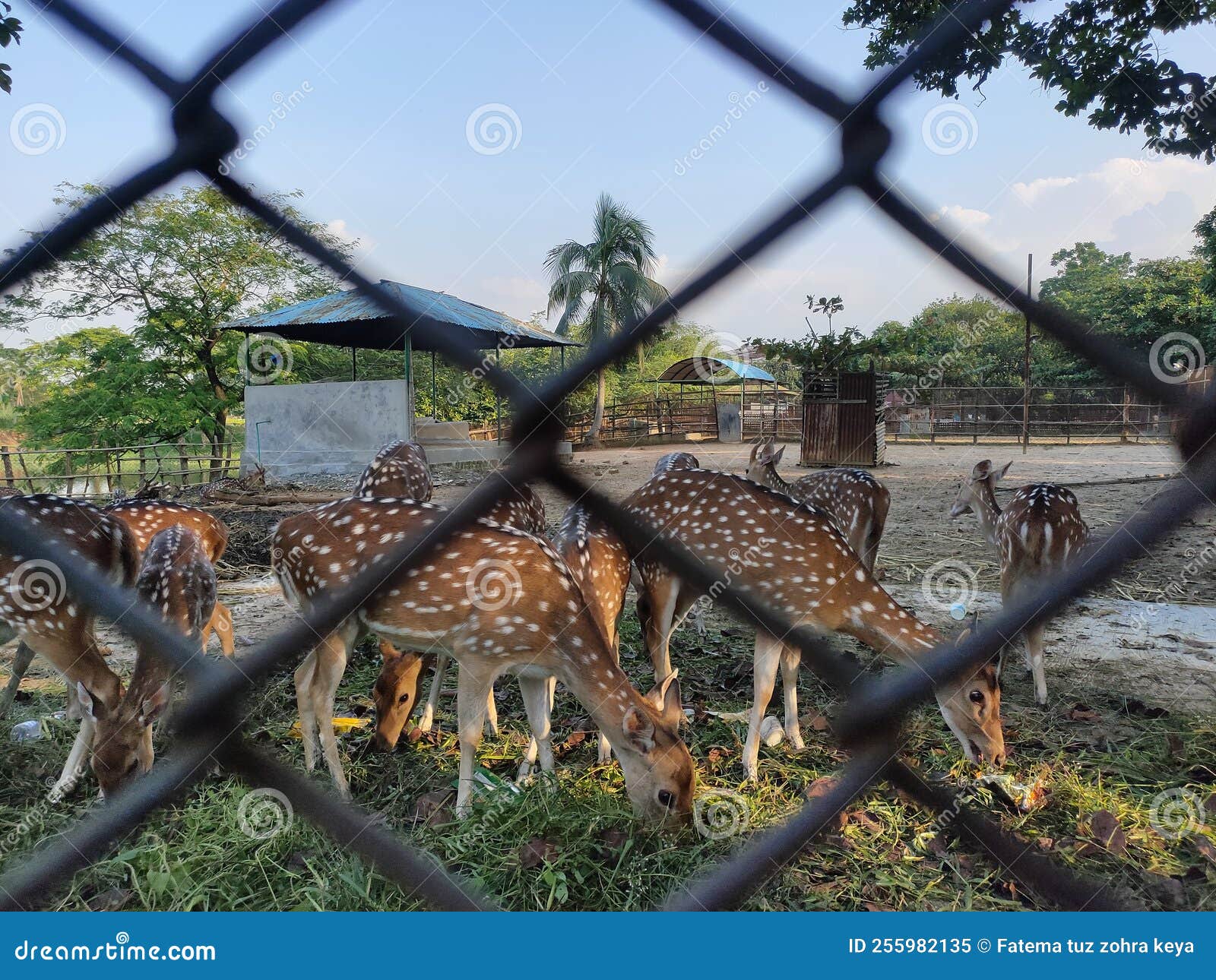 Beauty deer love to play stock image. Image of recreation - 255982135