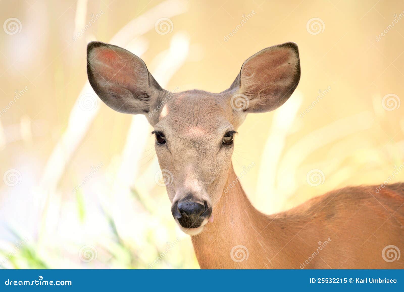 Beauty deer in nature stock image. Image of nature, mammal - 25532215
