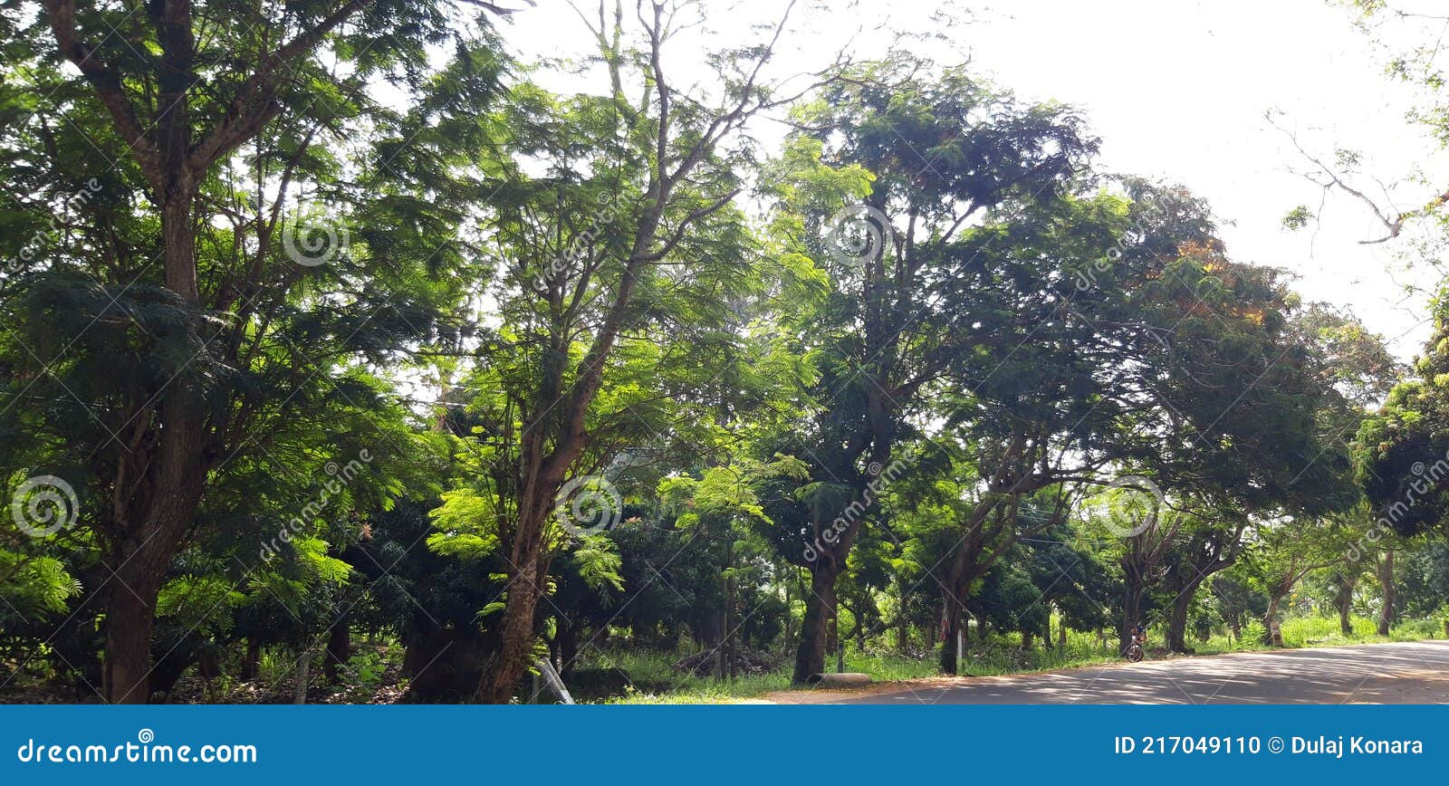 Beauty of the environment stock photo. Image of natural - 217049110