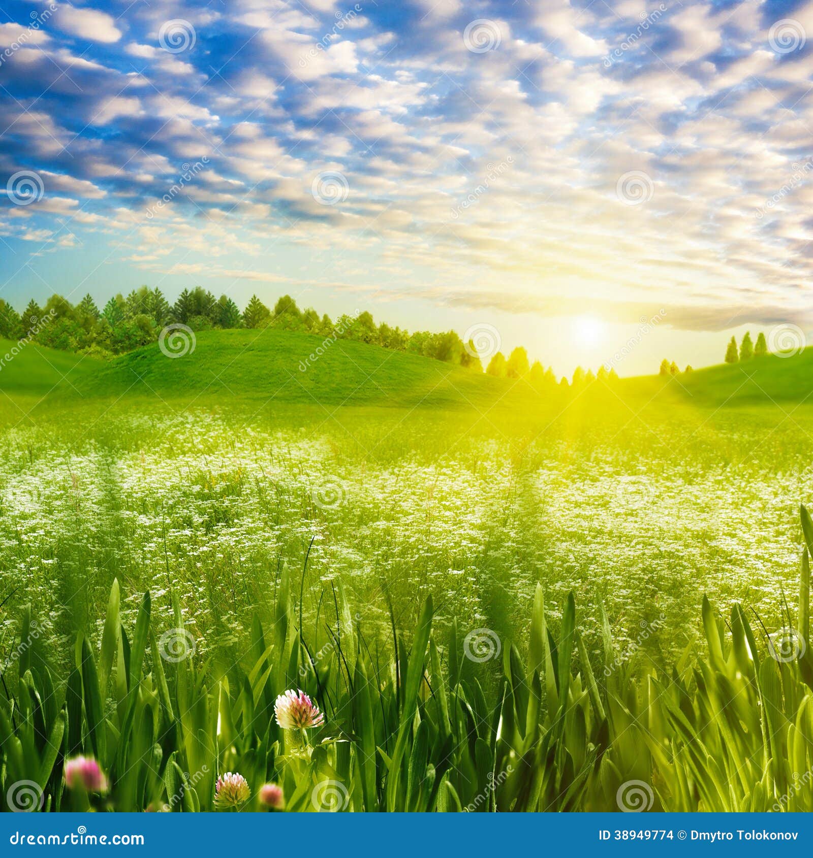 Beauty Evening on the Meadow Stock Photo - Image of growth, environment ...